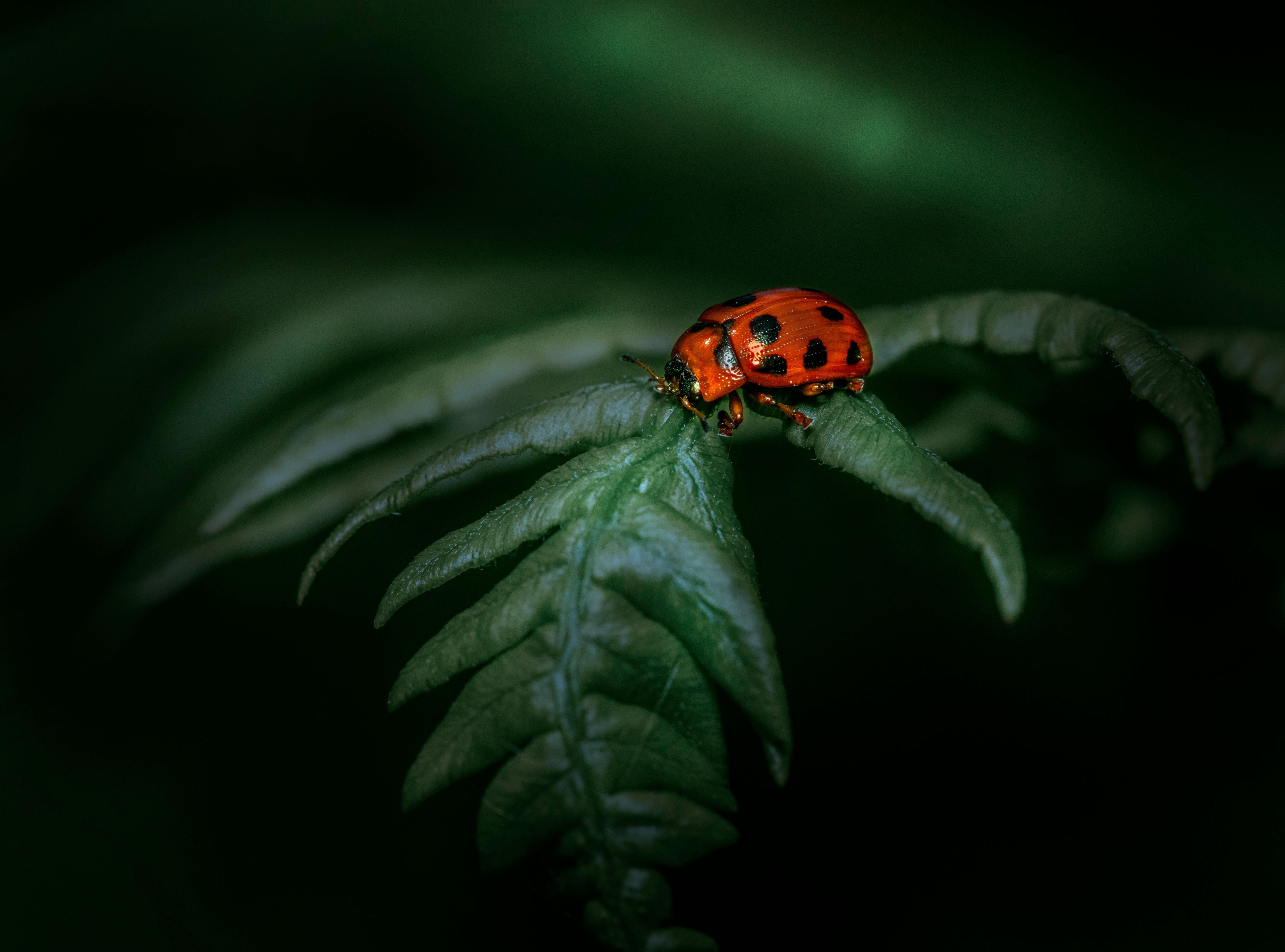 A Ladybug on a Leaf · Free Stock Photo
