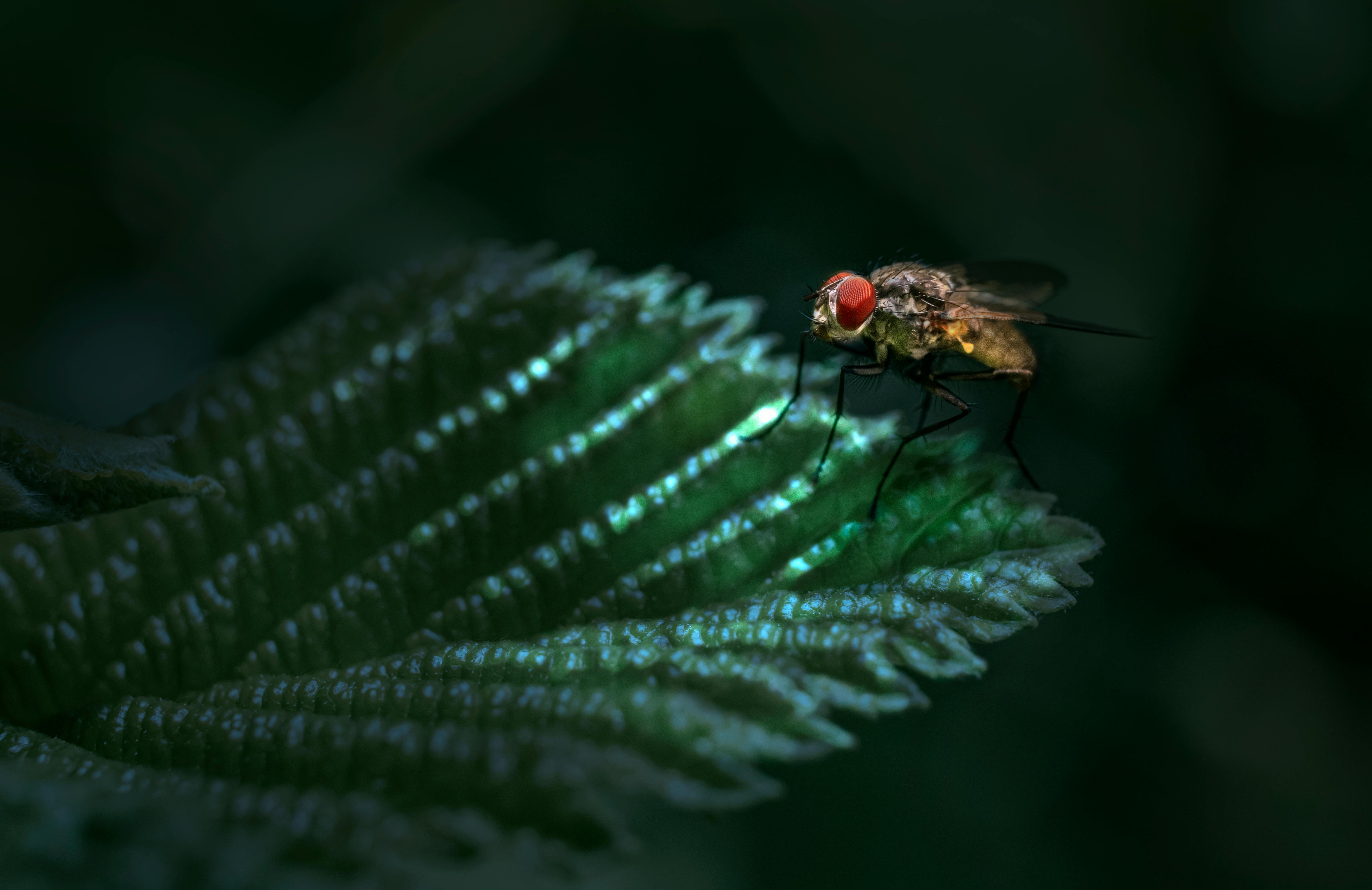 20+ Best Housefly Photos · 100% Free Download · Pexels Stock Photos
