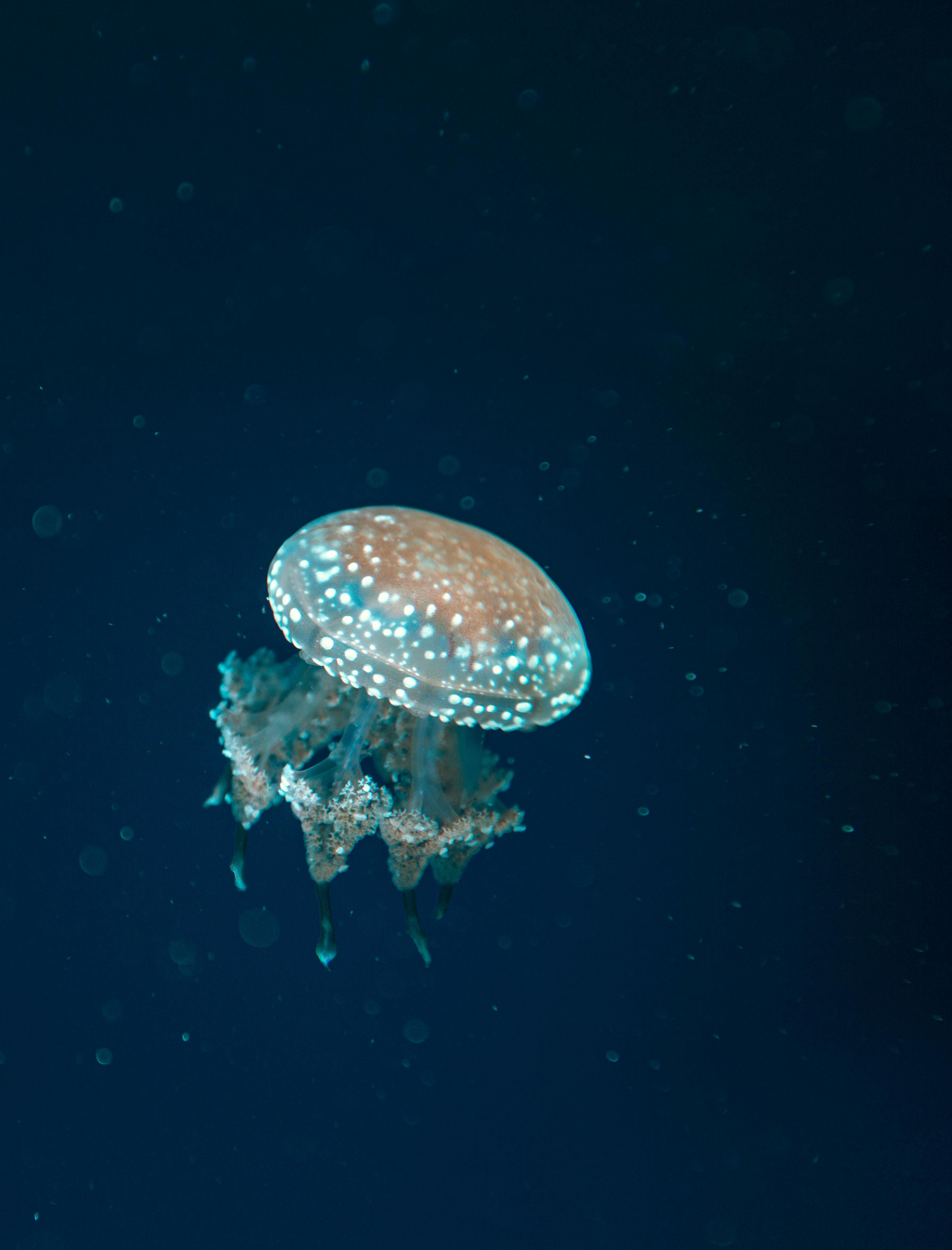 Jellyfish · Free Stock Photo