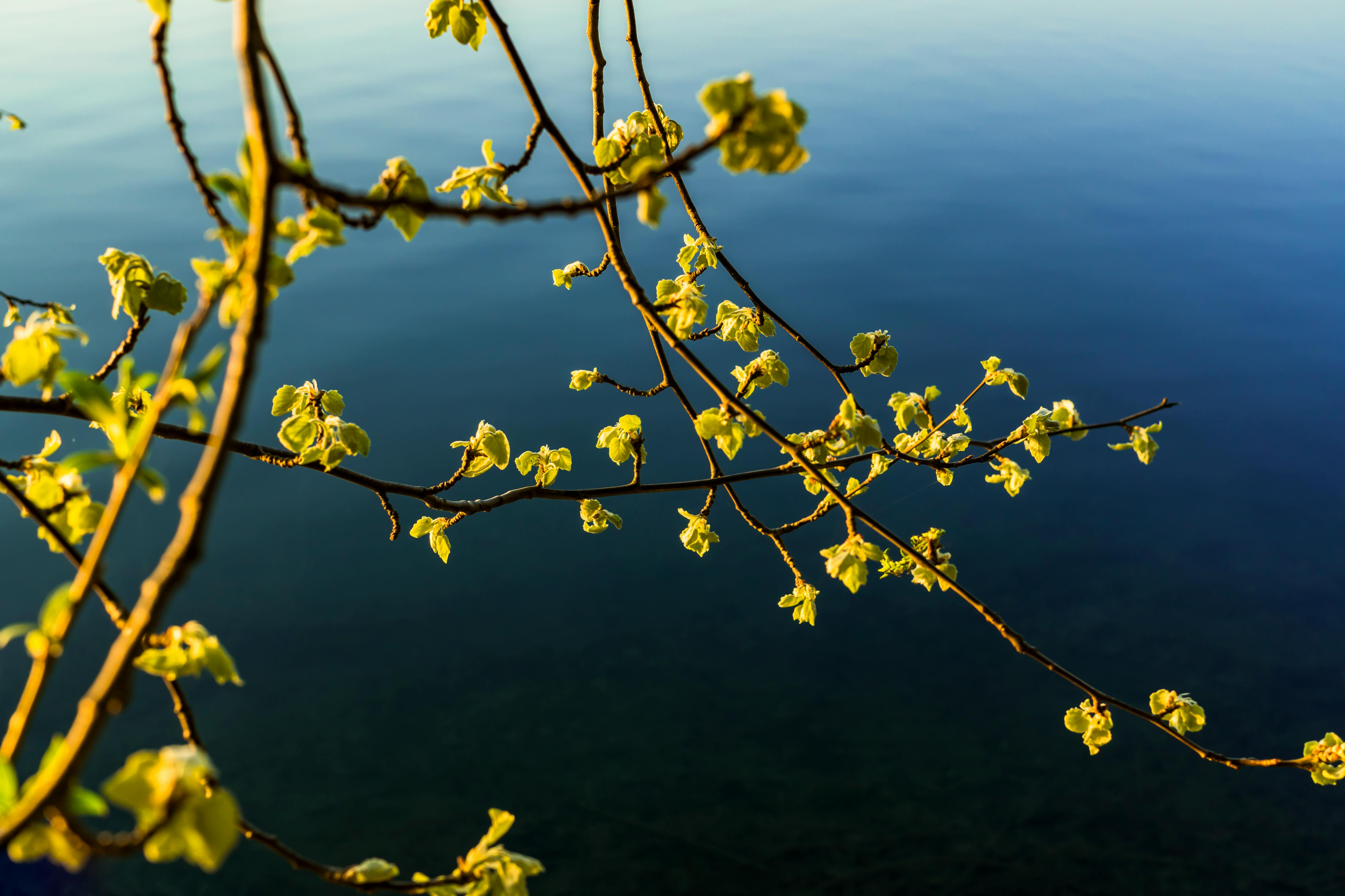 Free stock photo of atmosphere, background, background image
