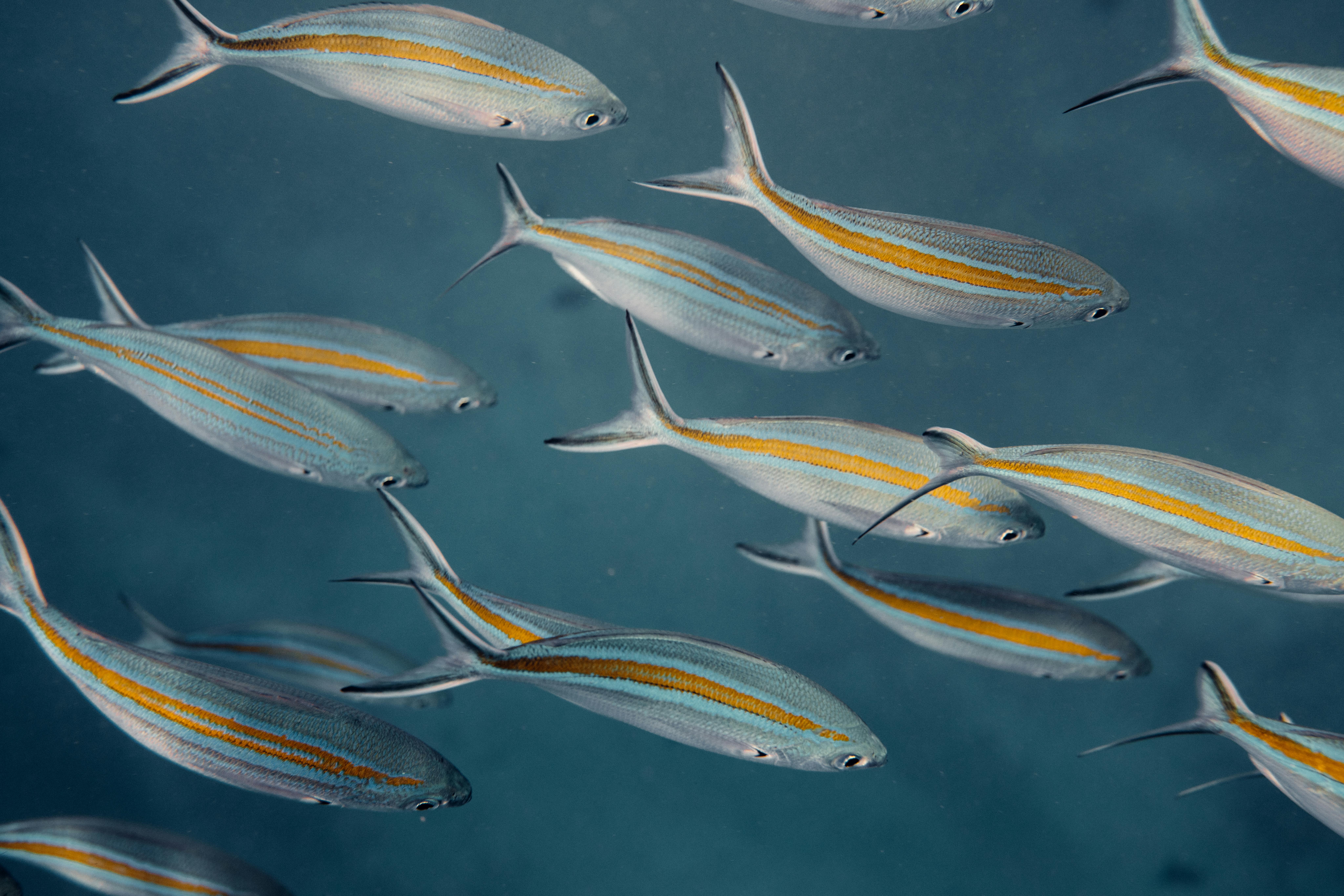 Black and Brown Fish · Free Stock Photo