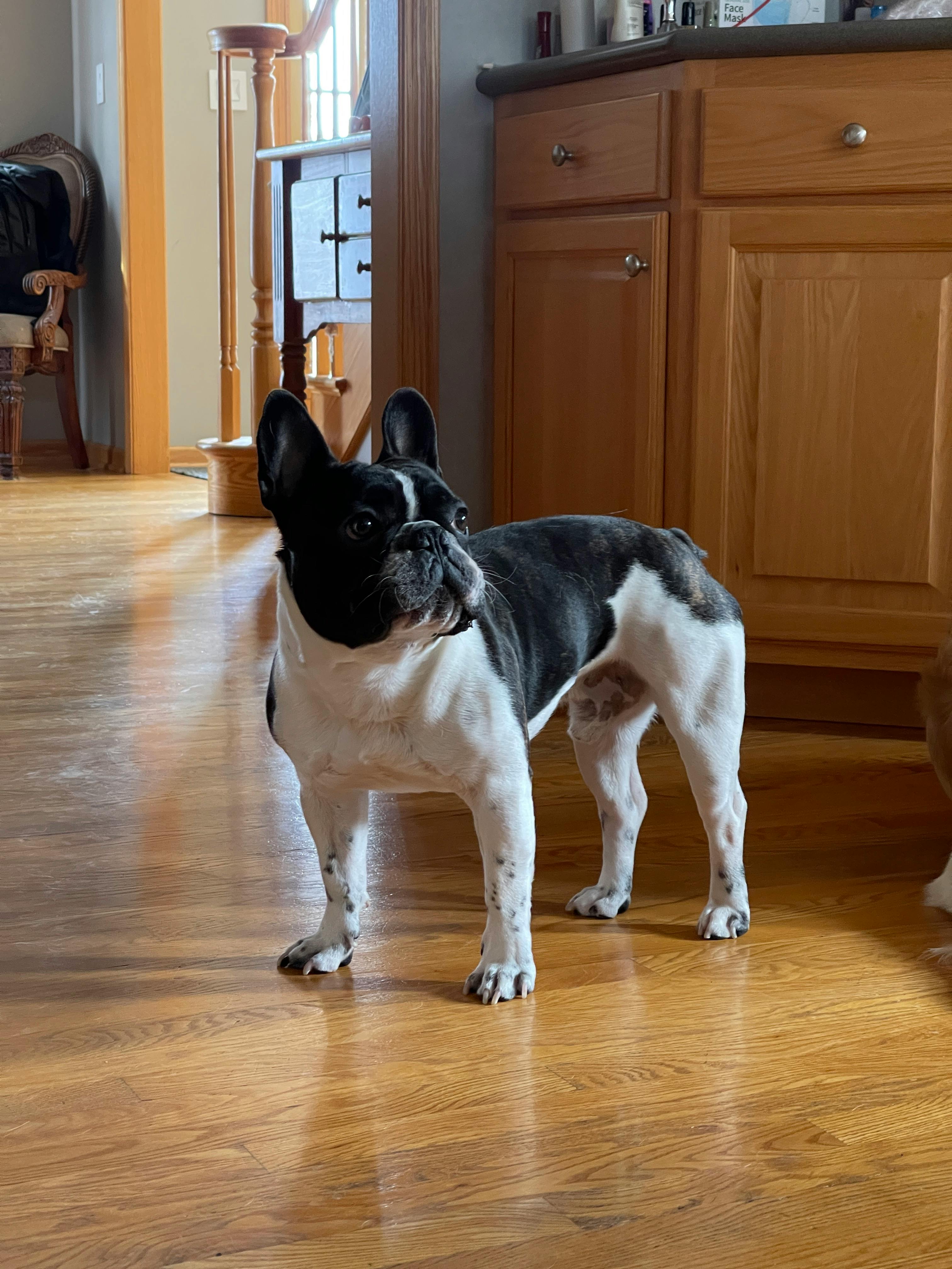 Frenchies 13 Photos & Videos Collected by Edgar Ecace