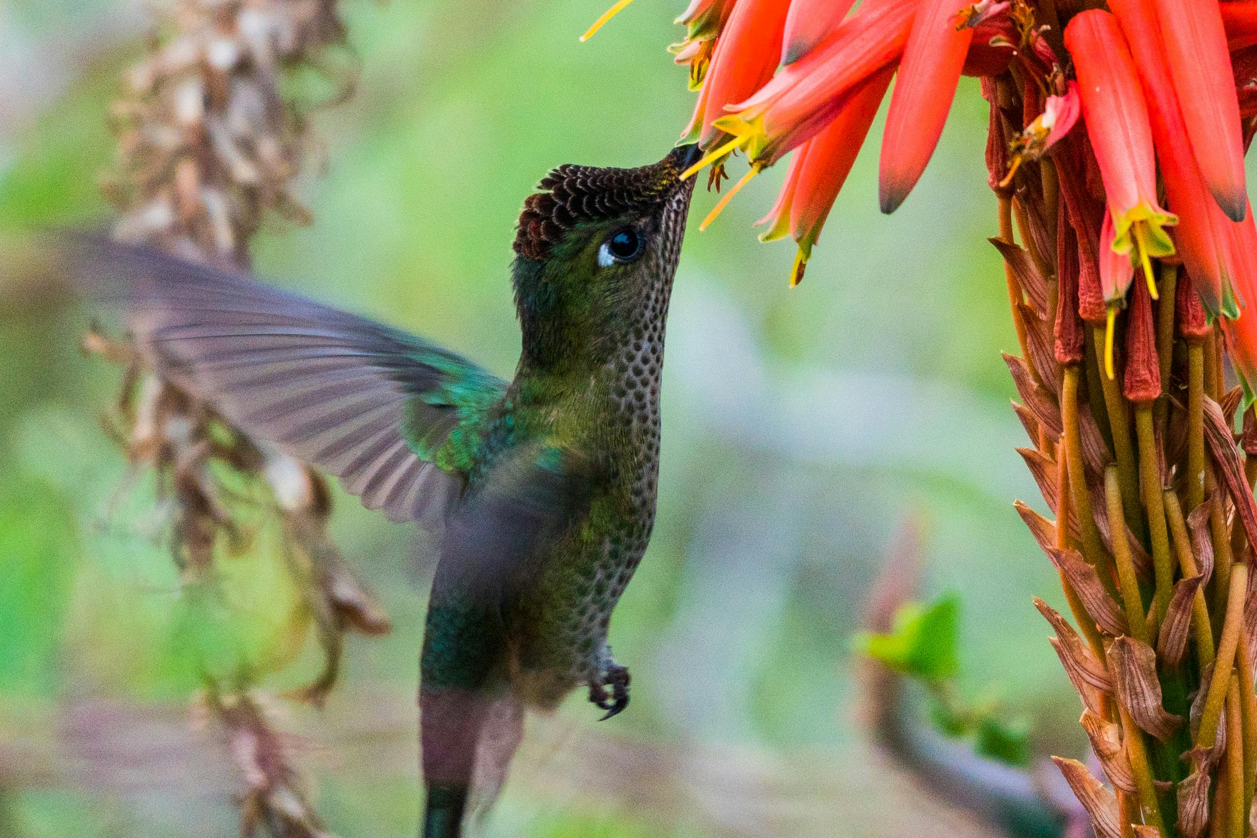 A Hummingbird Eating a Plant · Free Stock Photo