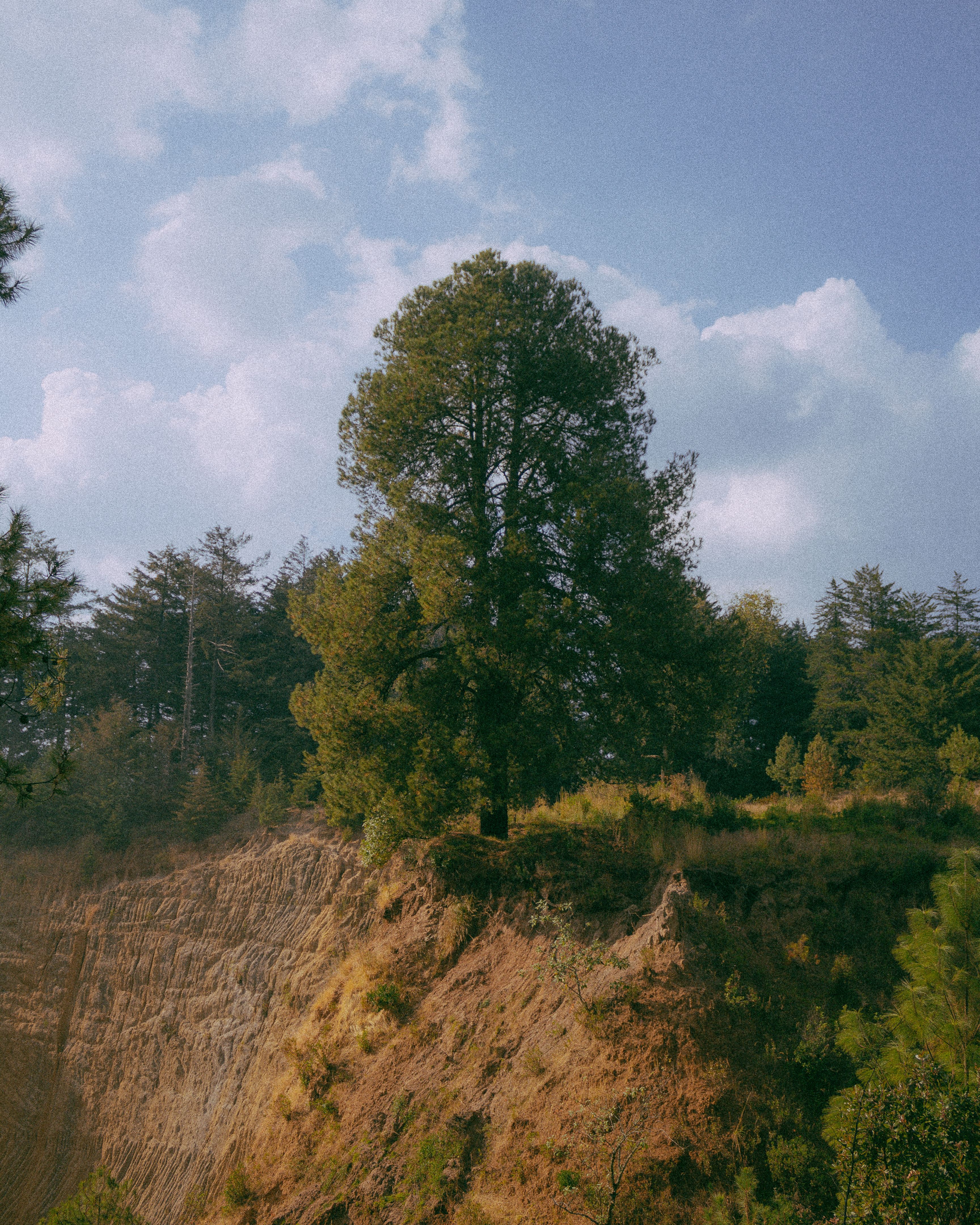 A Green Tree near the Cliff · Free Stock Photo