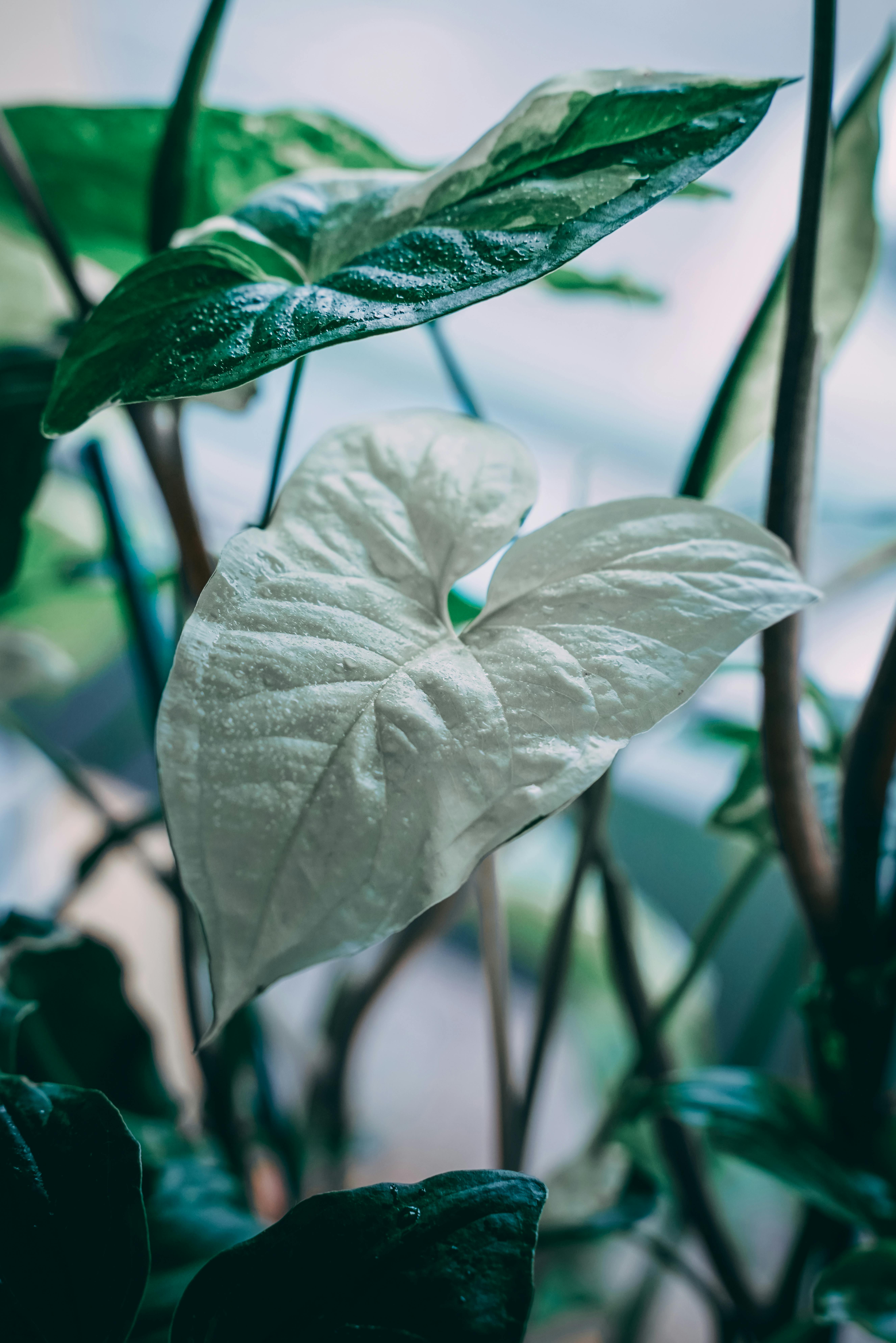 Close-up Photo of White Arrowhead Plant · Free Stock Photo