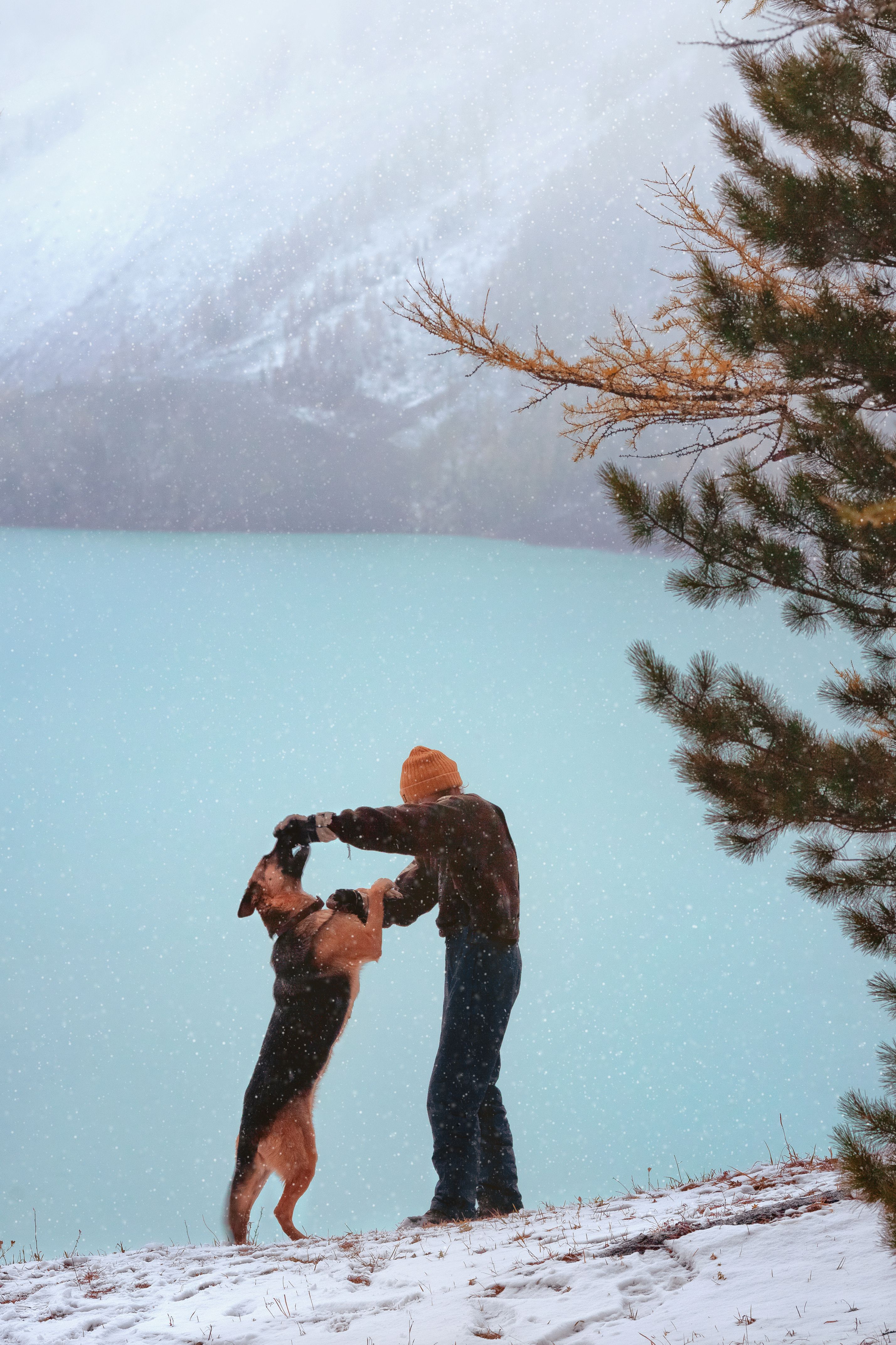A Person Playing his Dog · Free Stock Photo