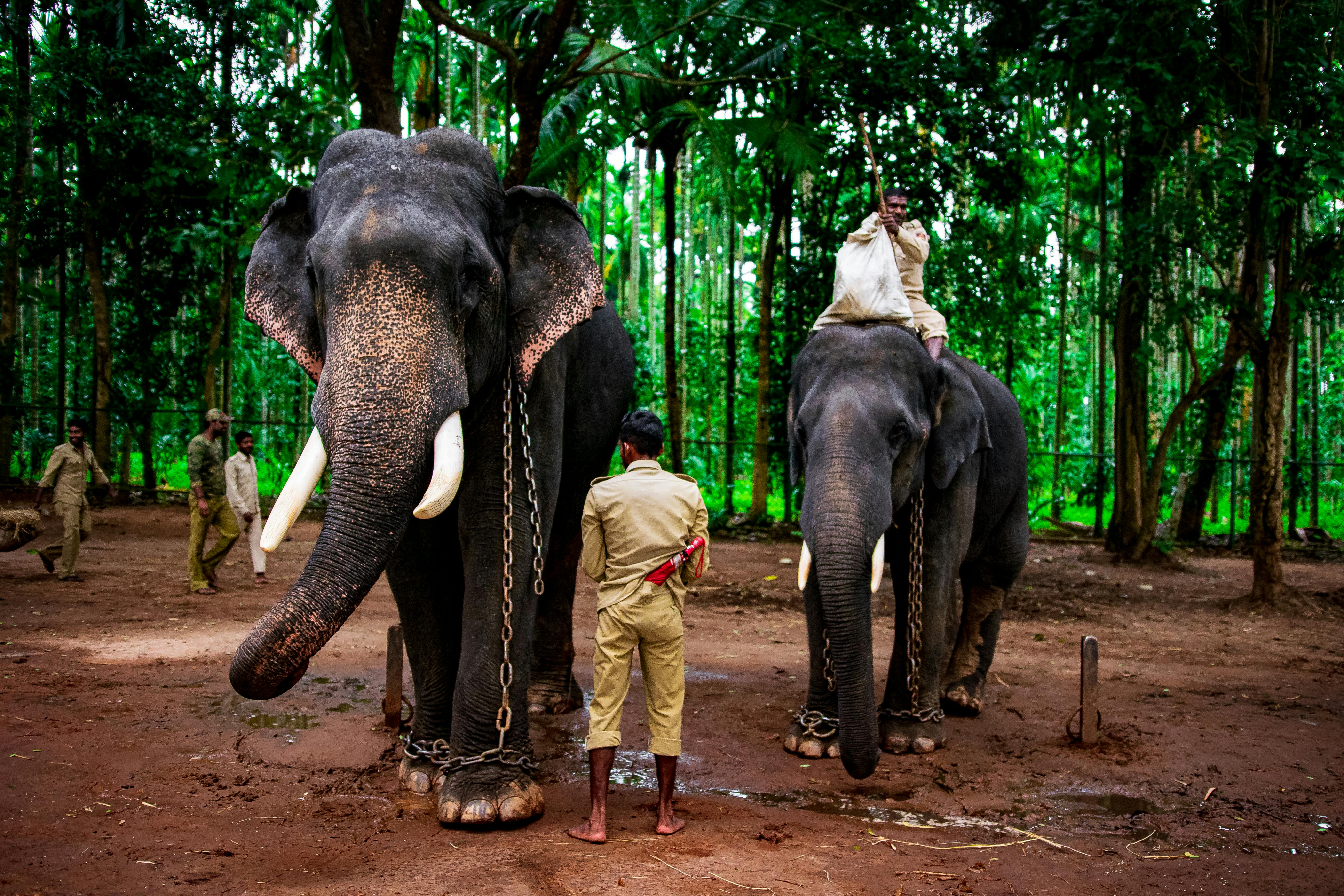 Man Standing Beside an Elephant · Free Stock Photo