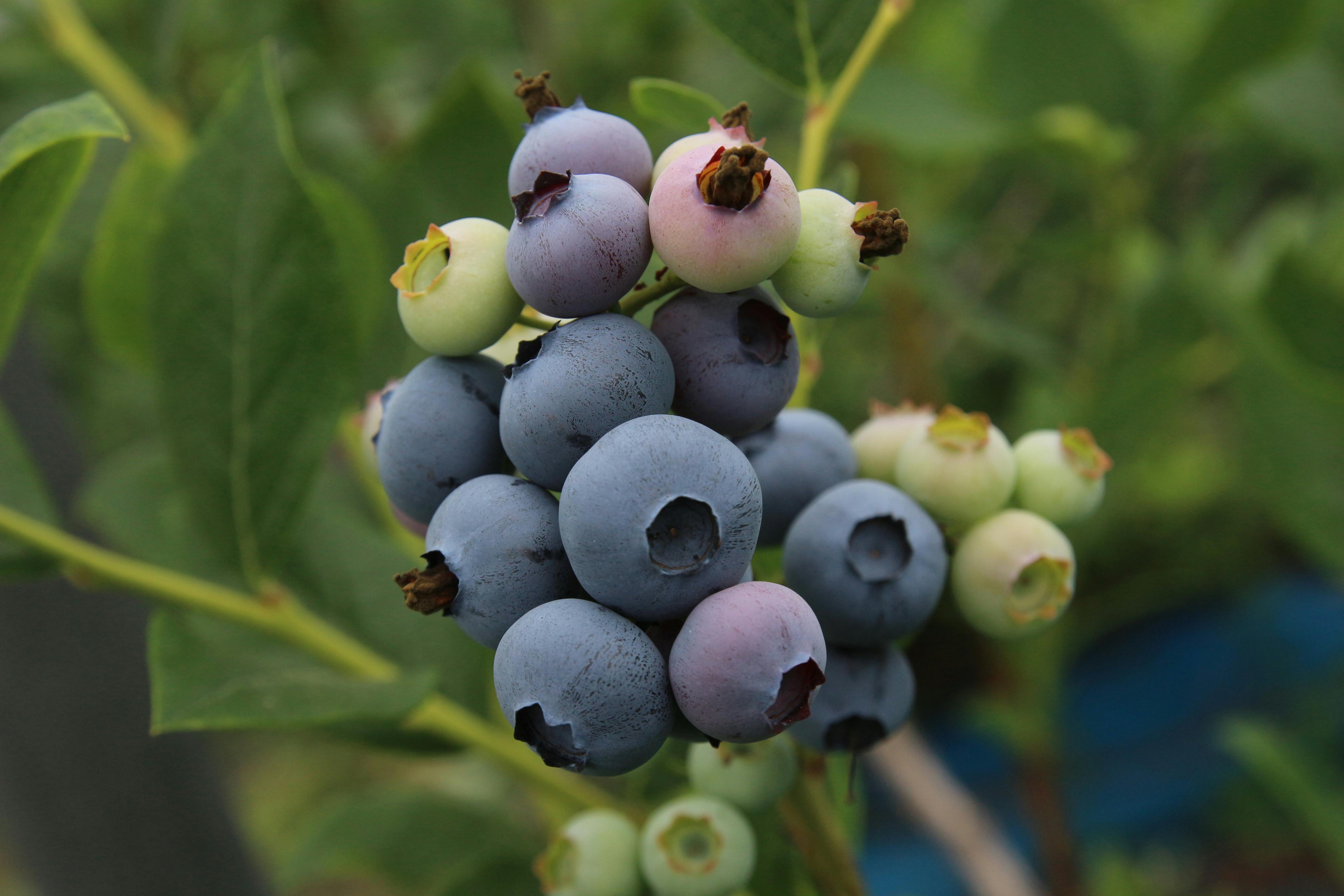 Close-up Photo of Blueberries · Free Stock Photo