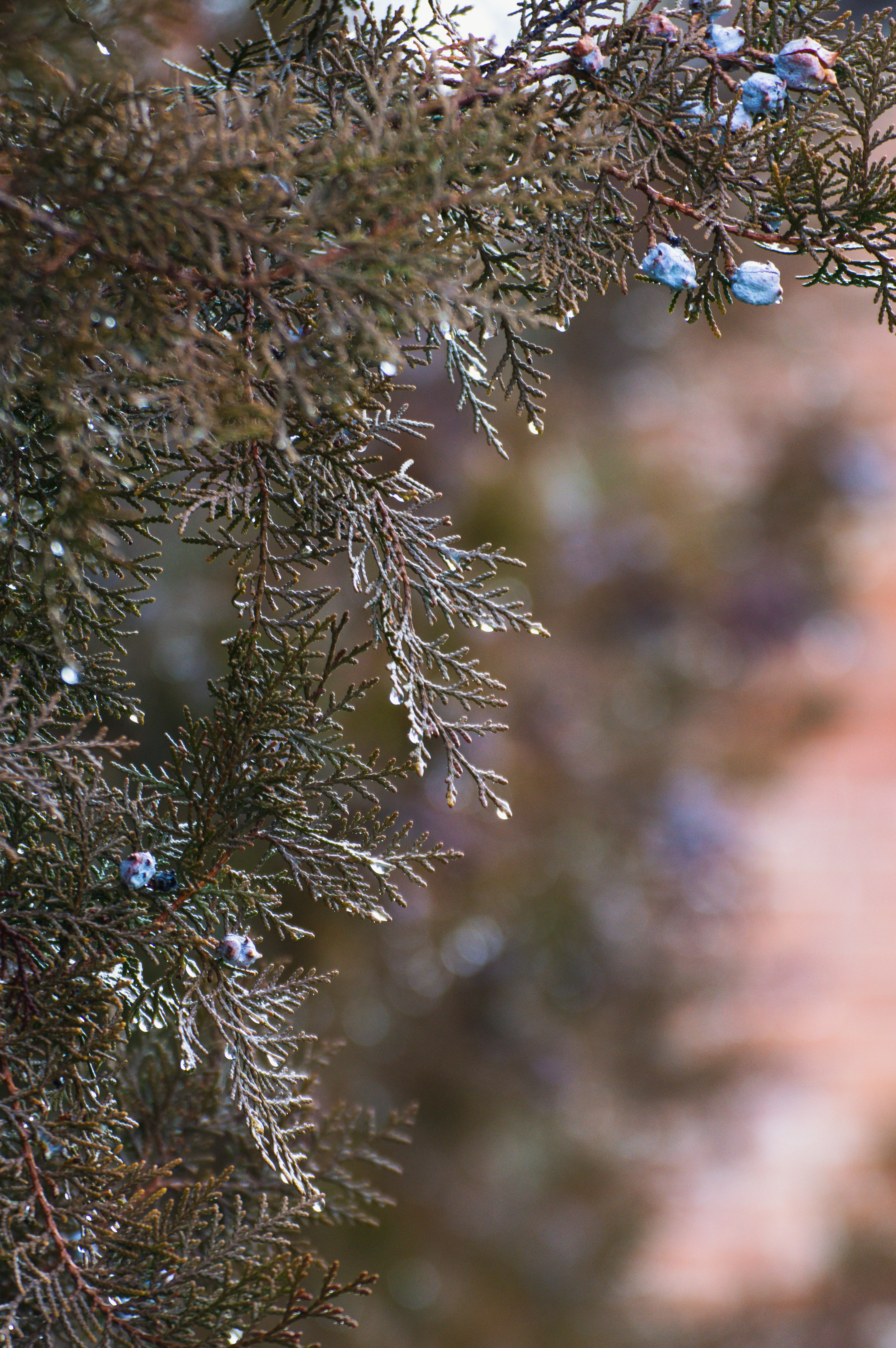 Cypress Foliage with a Bit of Snow · Free Stock Photo