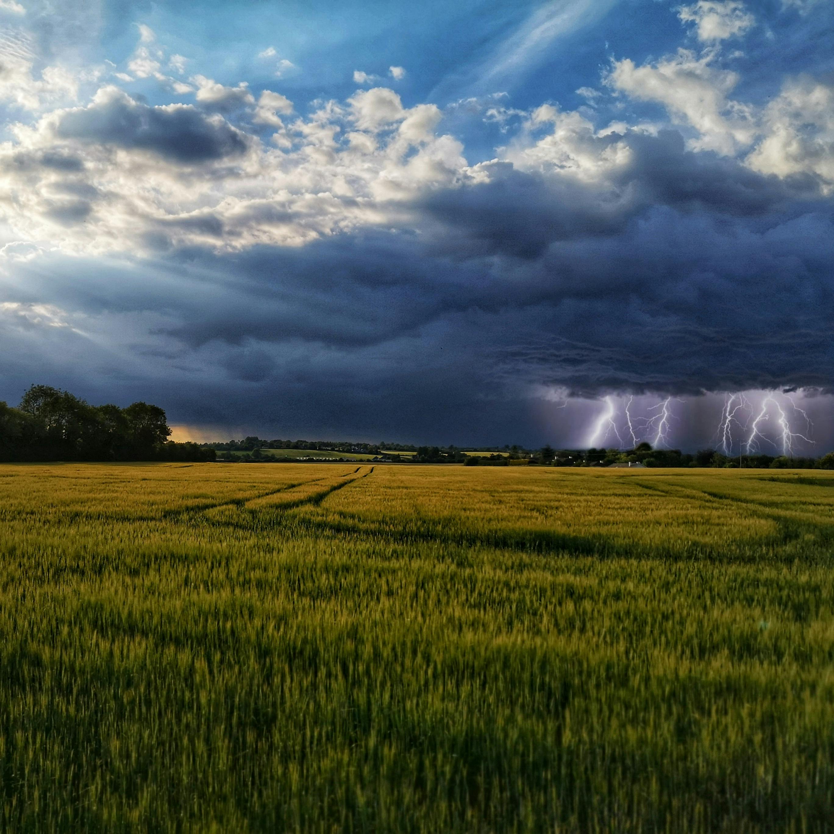 Vojensky Strom Photos, Download The BEST Free Vojensky Strom Stock ...