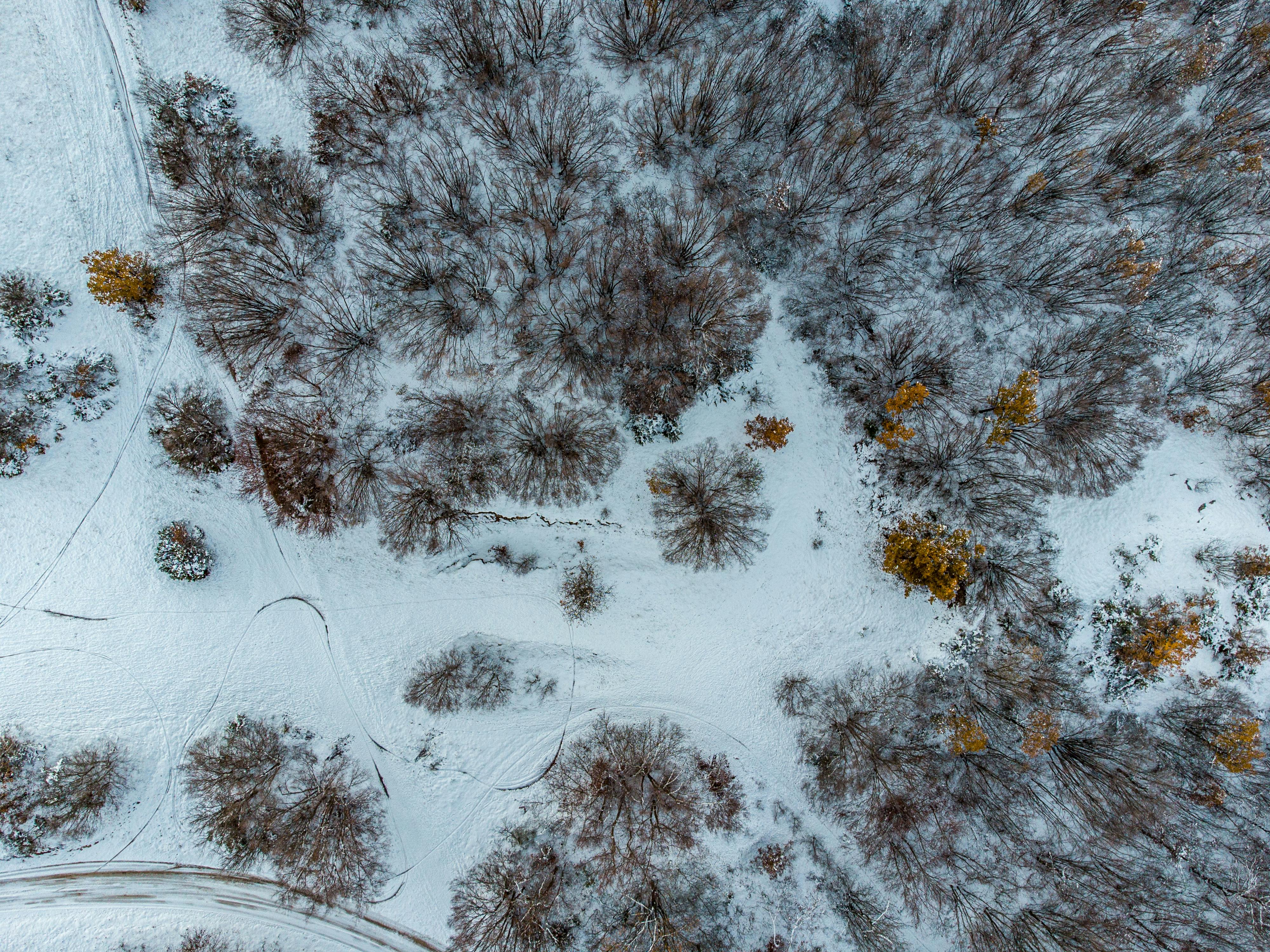 Forest Overhead Shot Photos, Download The BEST Free Forest Overhead ...