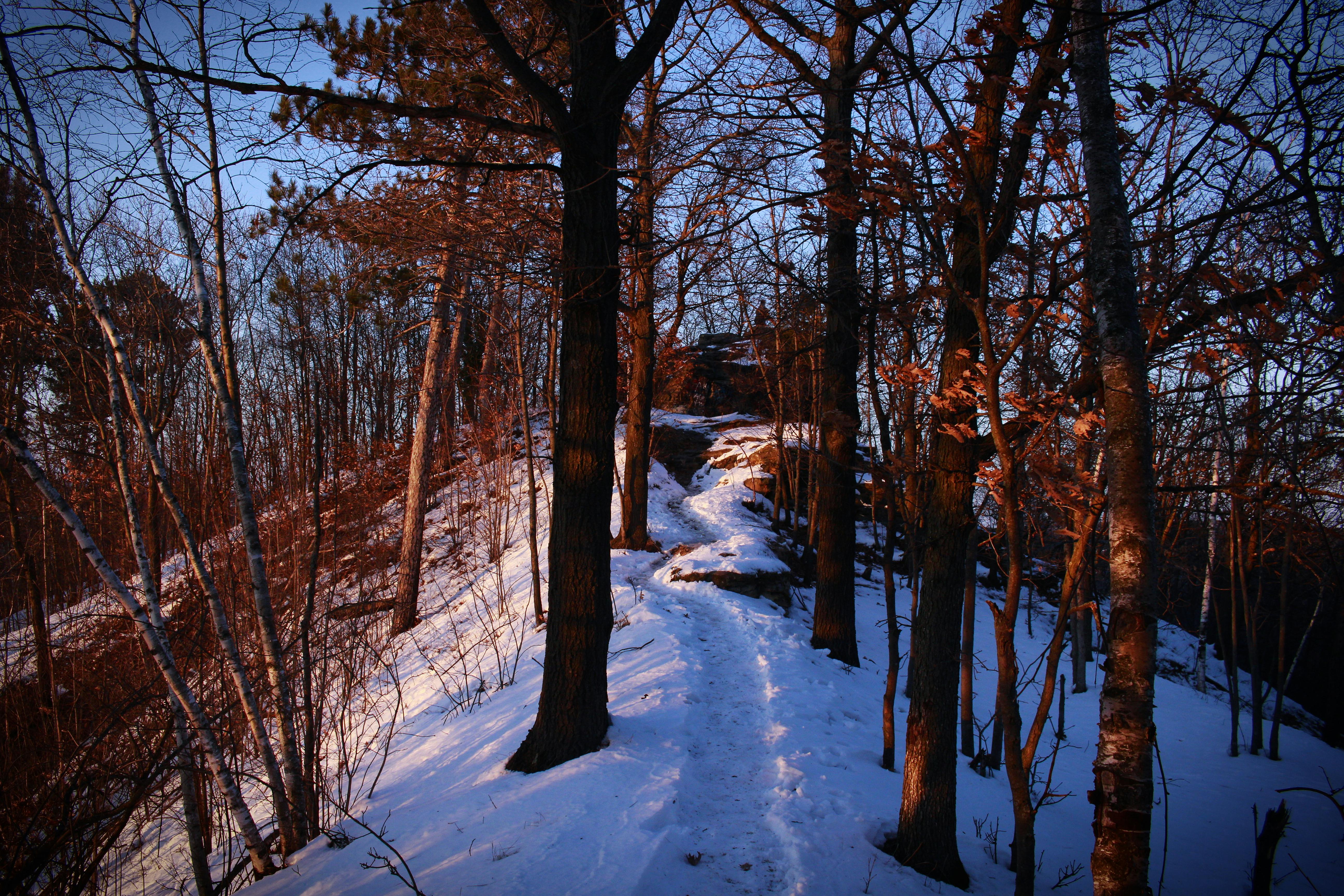 Photo of Forest Covered of Snow · Free Stock Photo