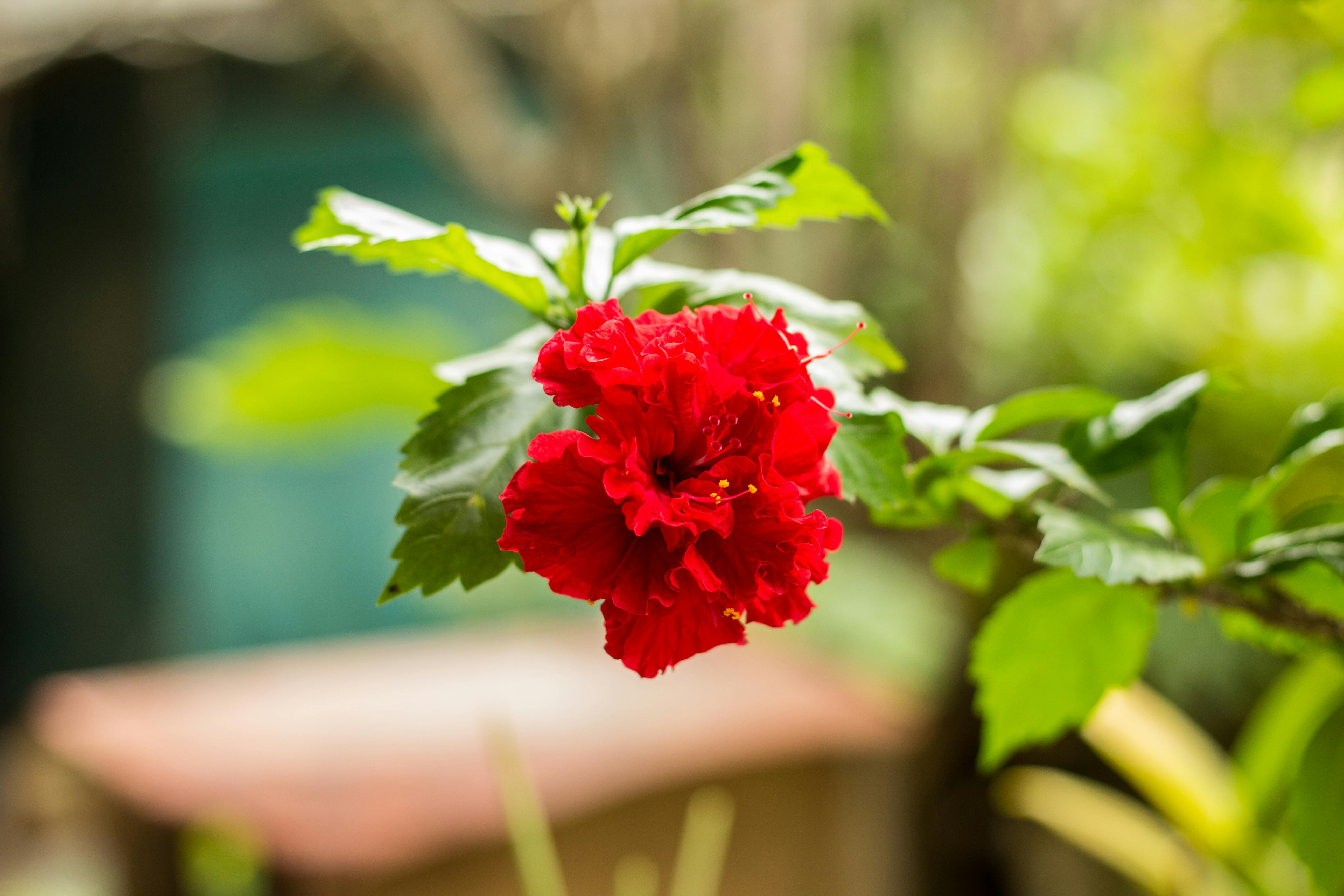 Red Flower · Free Stock Photo