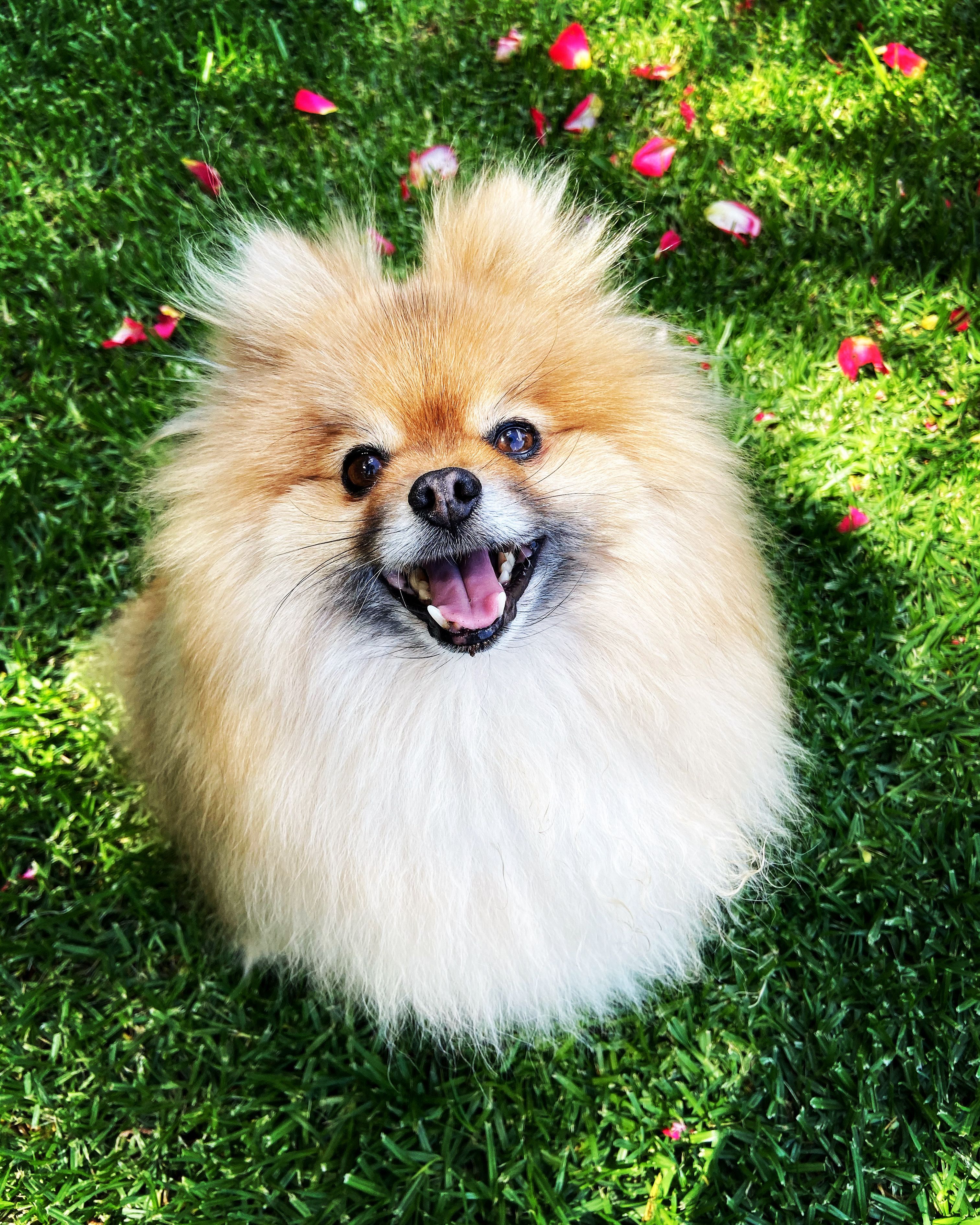 Close-up Photo of a Cute Pomeranian · Free Stock Photo