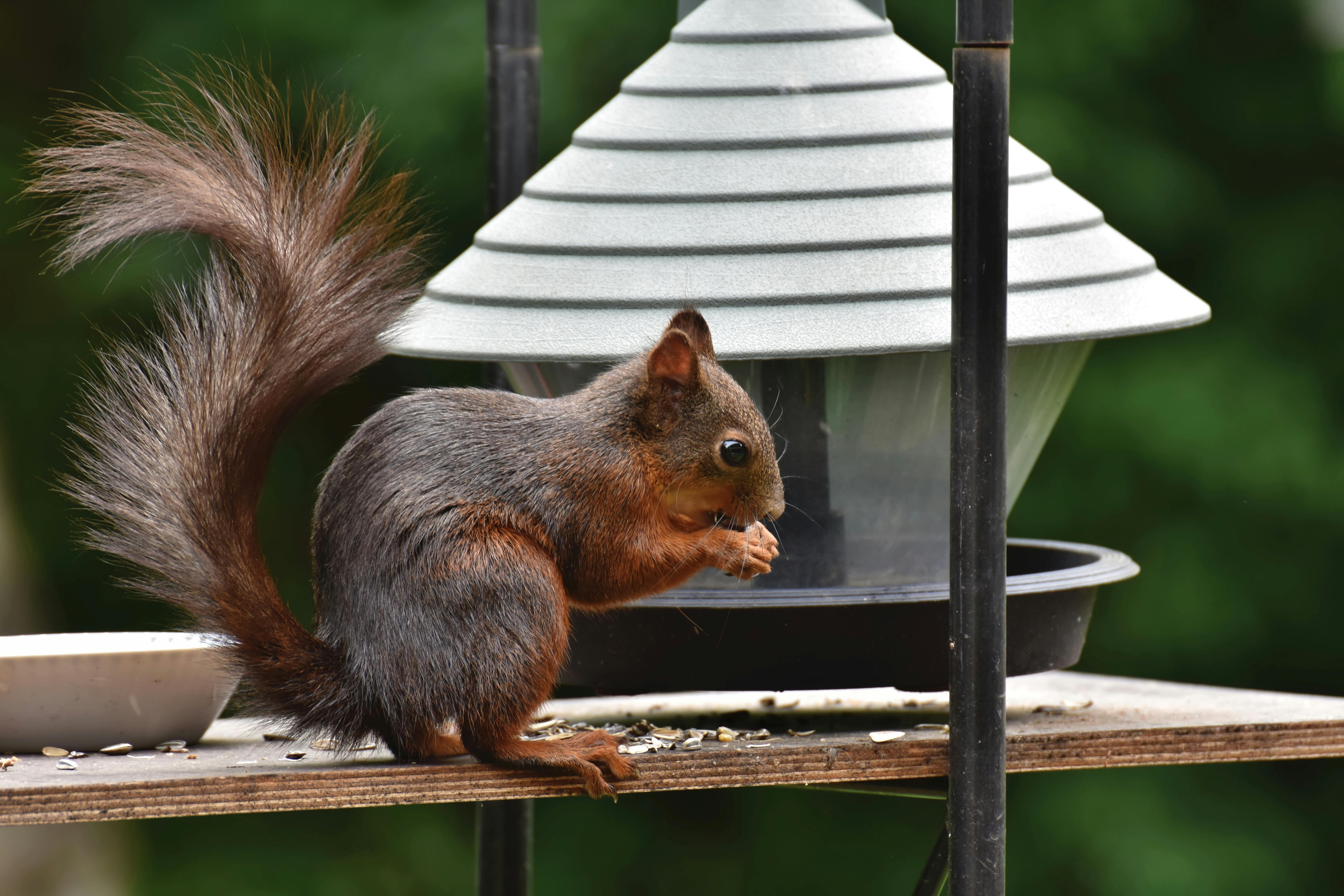 Close-up Photo of a Squirrel Eating · Free Stock Photo