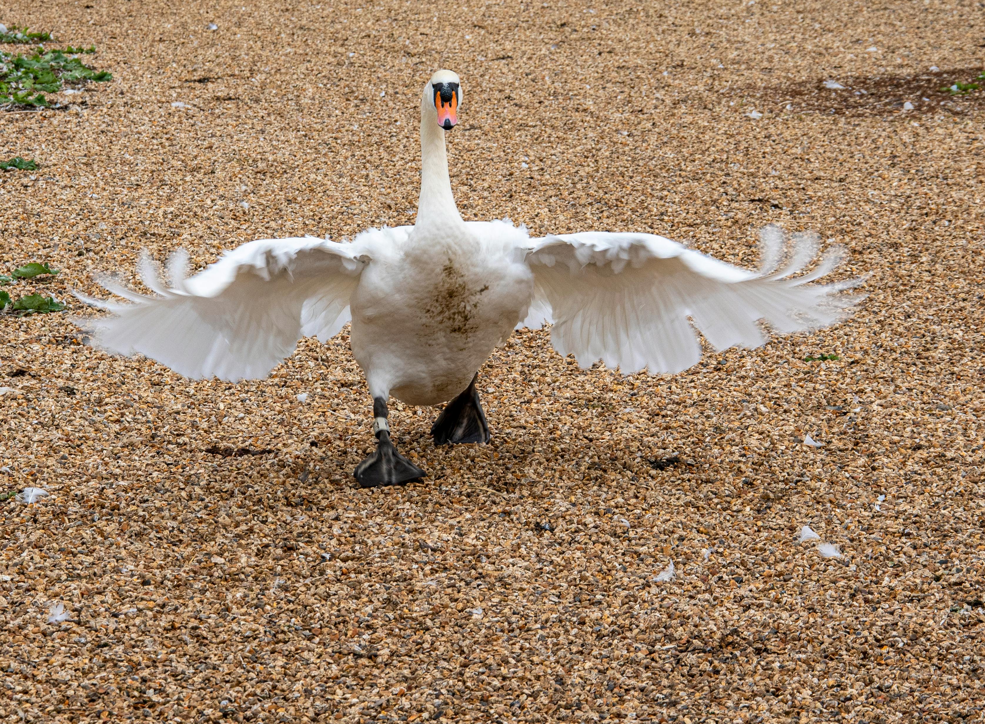 Swan Feet Photos, Download The BEST Free Swan Feet Stock Photos & HD Images