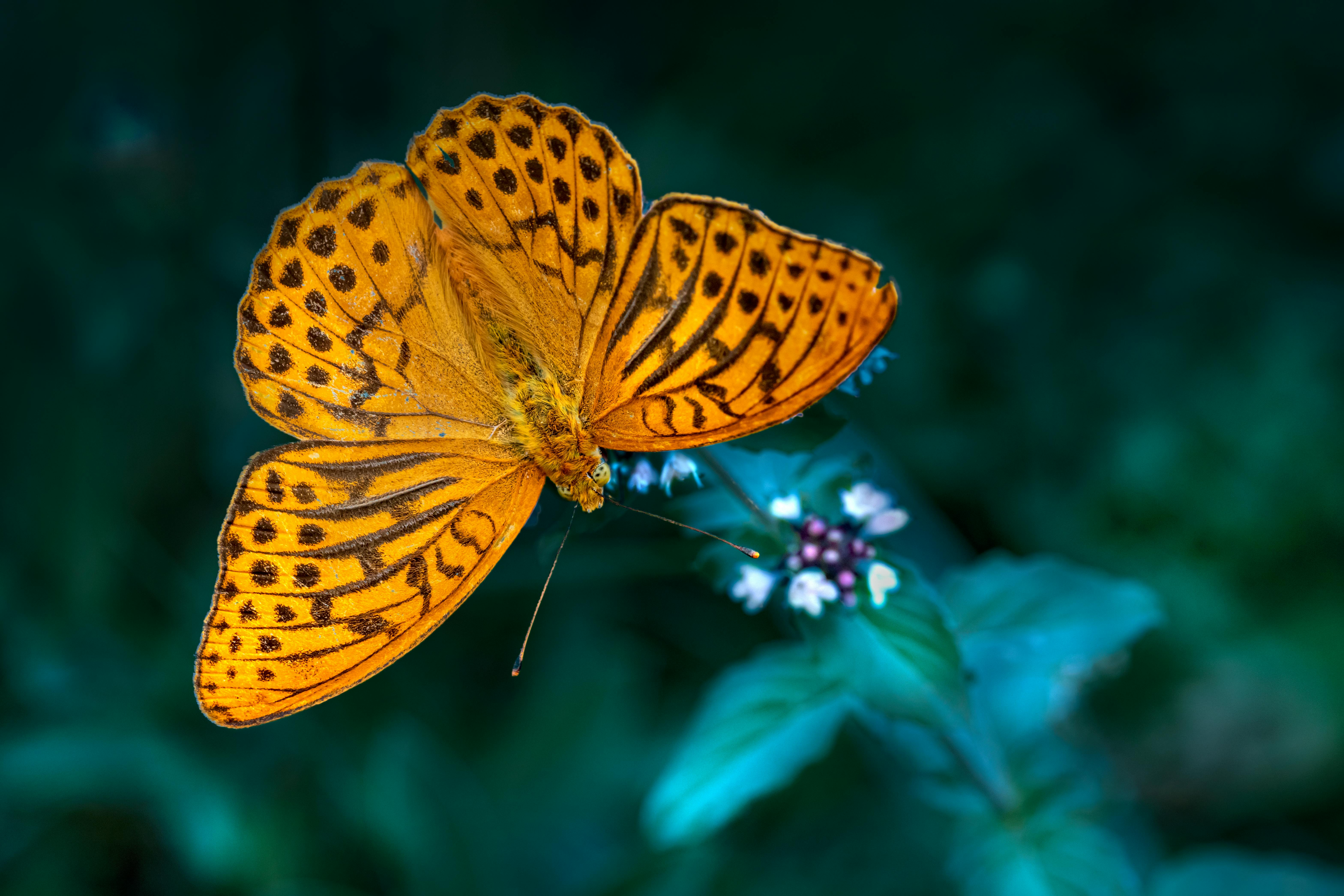 Yellow Butterfly in Close Up Photography · Free Stock Photo