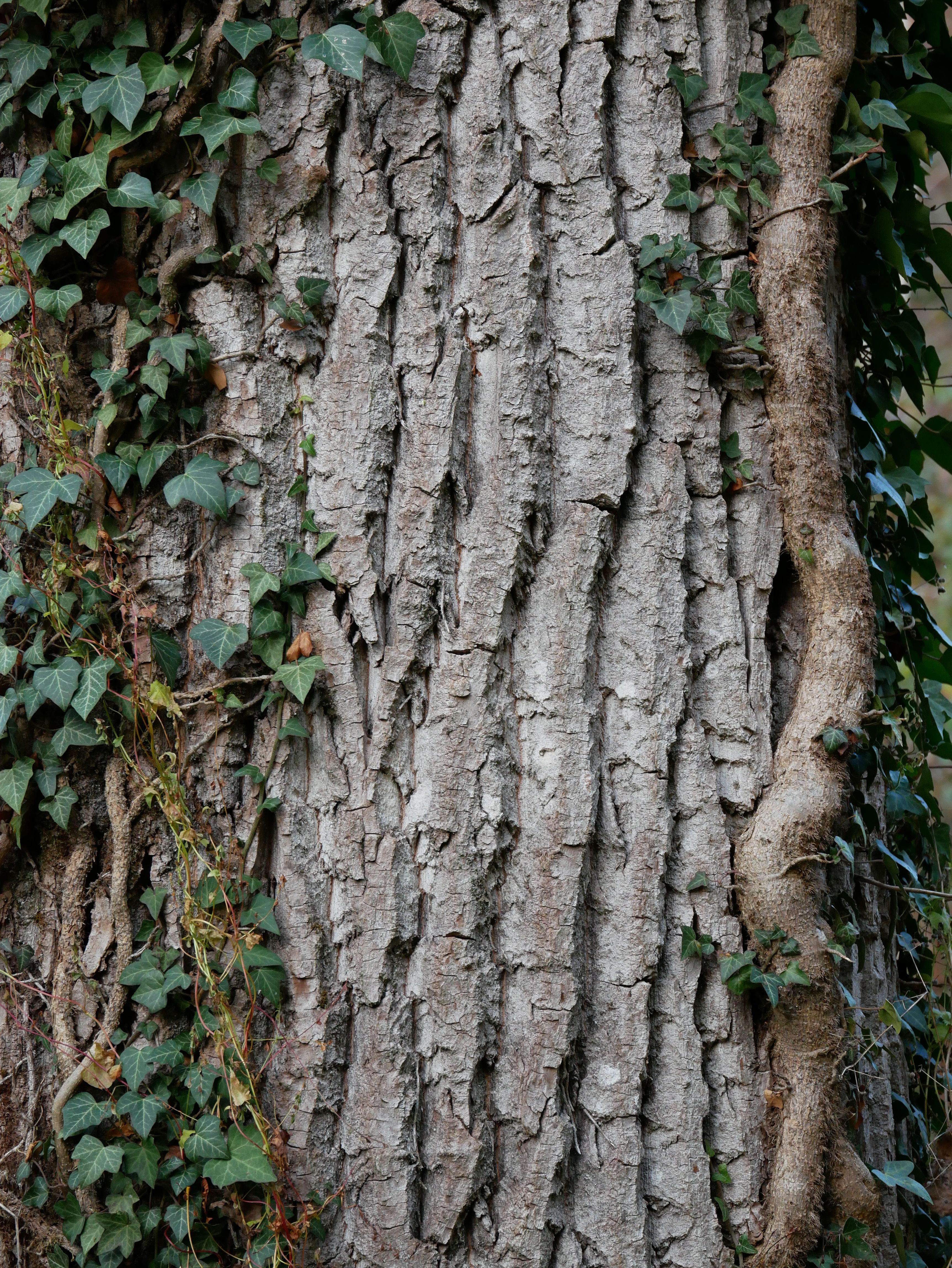 Tree Trunk with Climbing Plant · Free Stock Photo