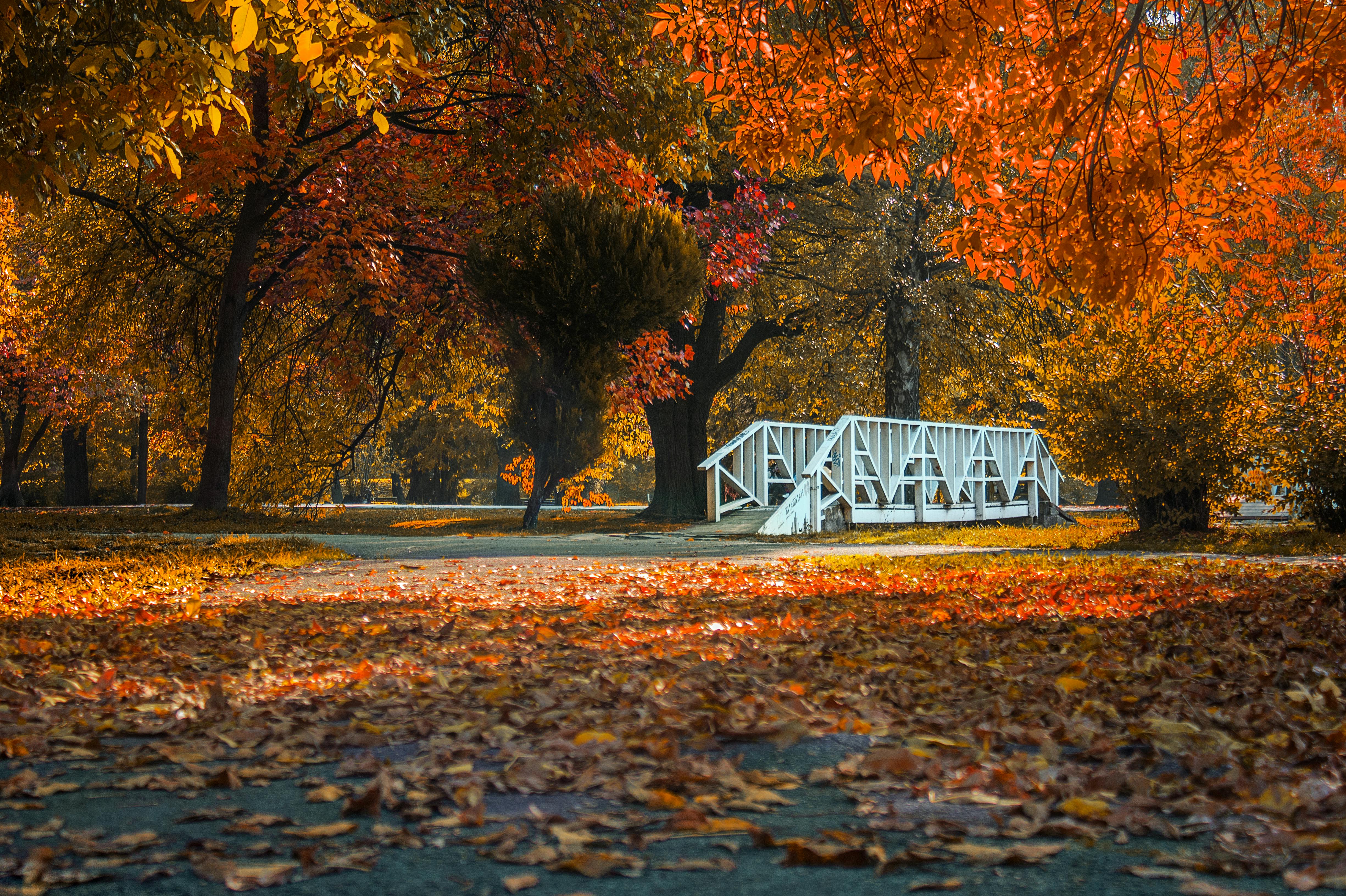 Photo of Autumn Trees with Fallen Leaves on Ground · Free Stock Photo