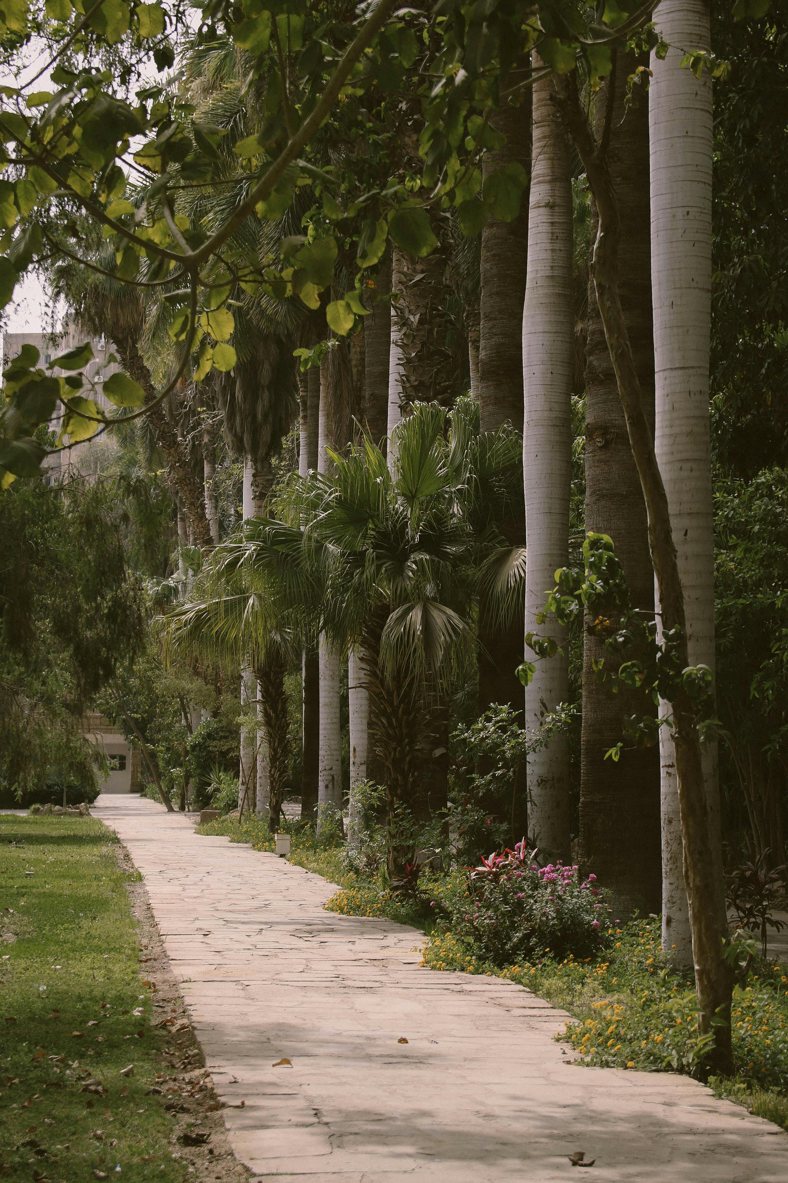 Palm Trees Beside Gray Paved Pathway · Free Stock Photo