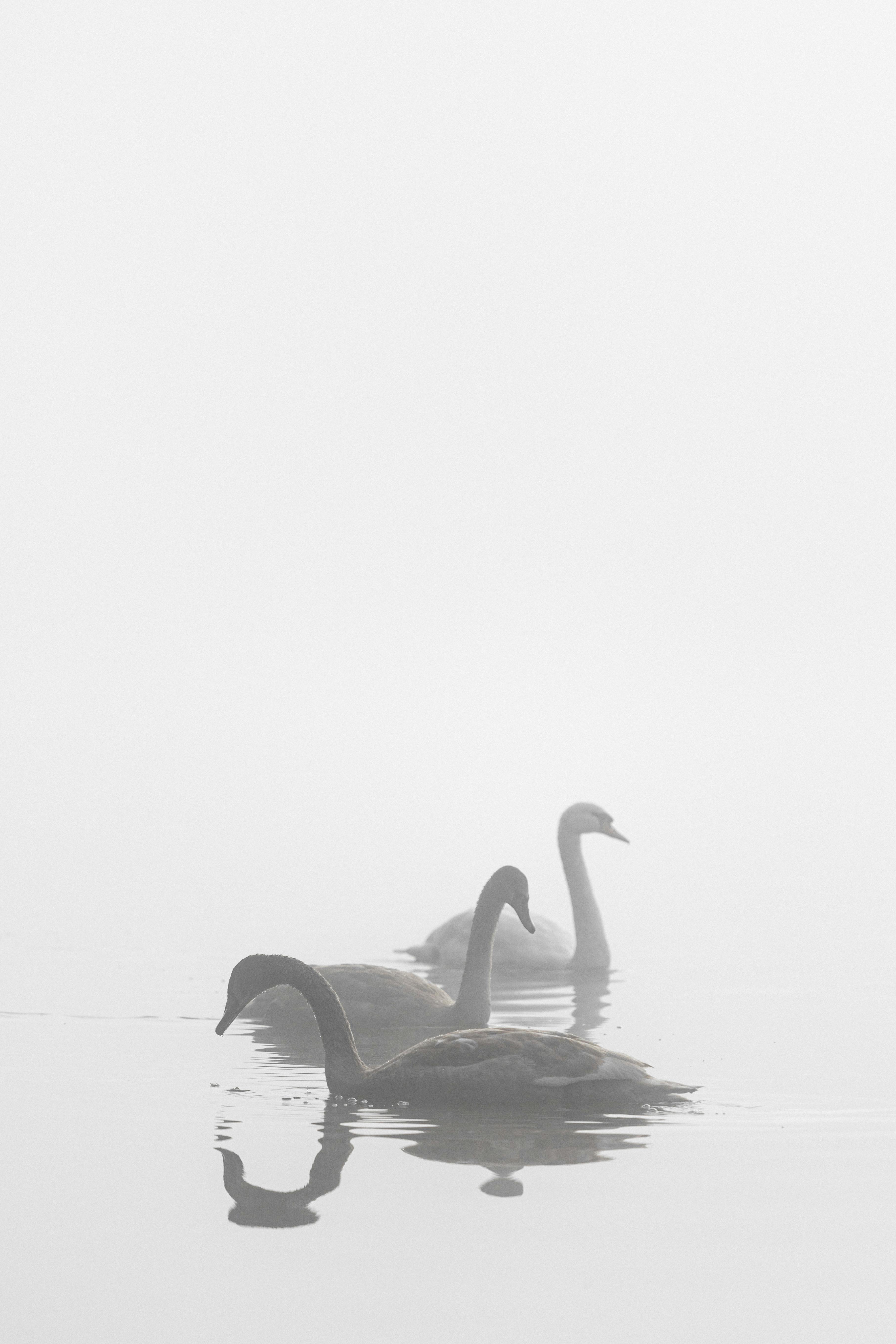 Animals Wild Photos, Download The BEST Free Animals Wild Stock Photos ...