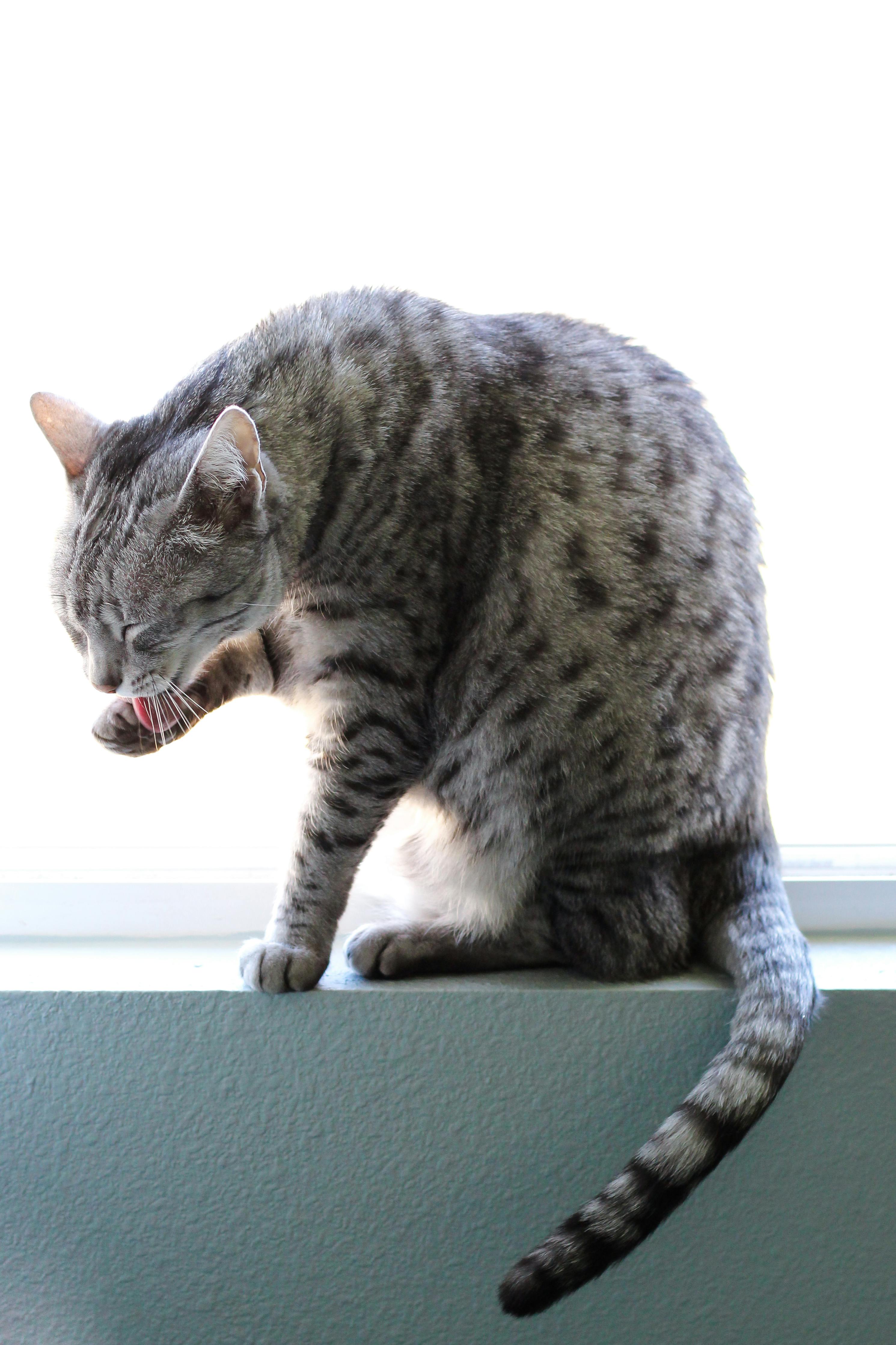 Haley Dolan - 사진