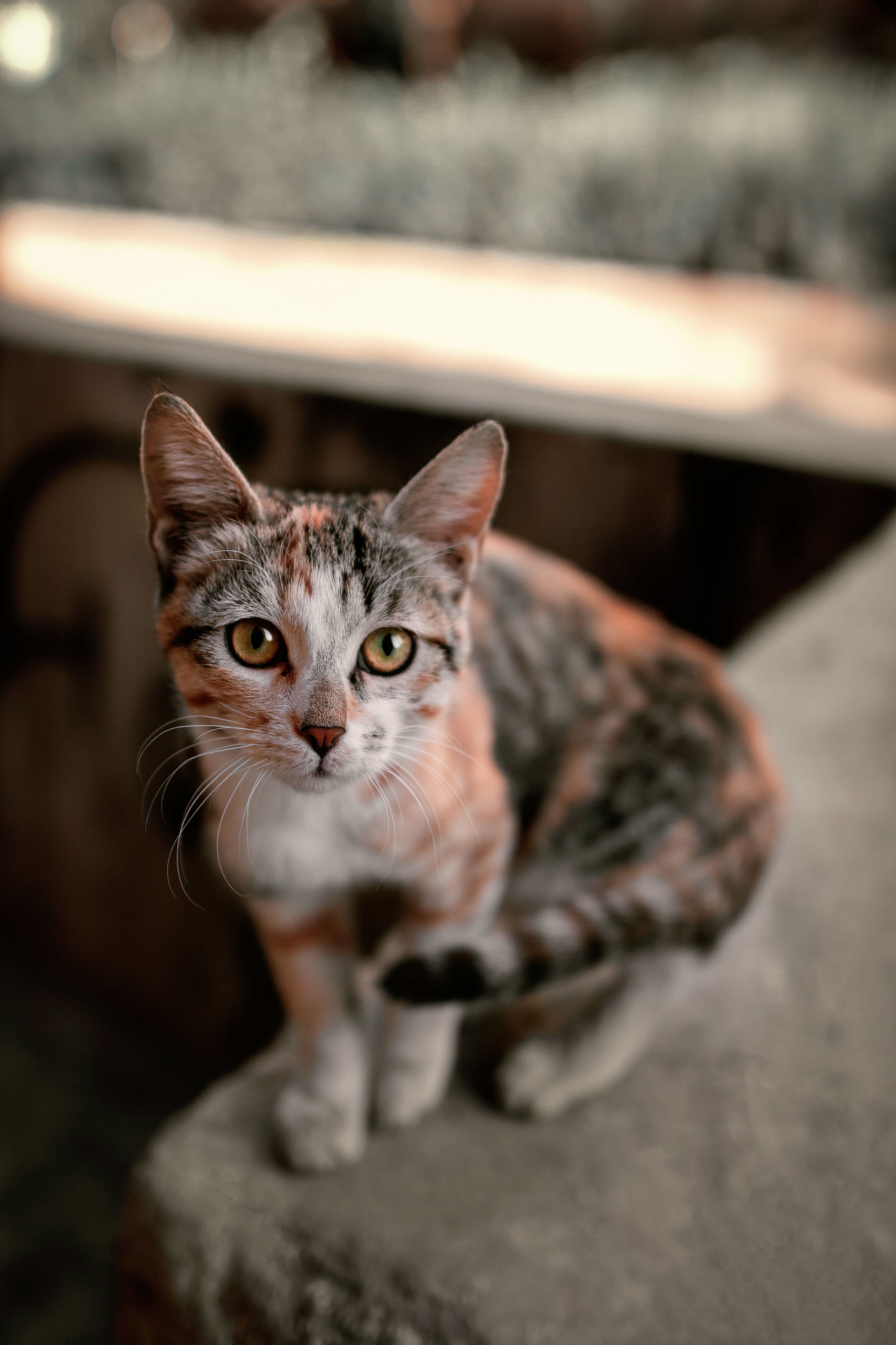 Iranian Street Cat Photos, Download The BEST Free Iranian Street Cat ...