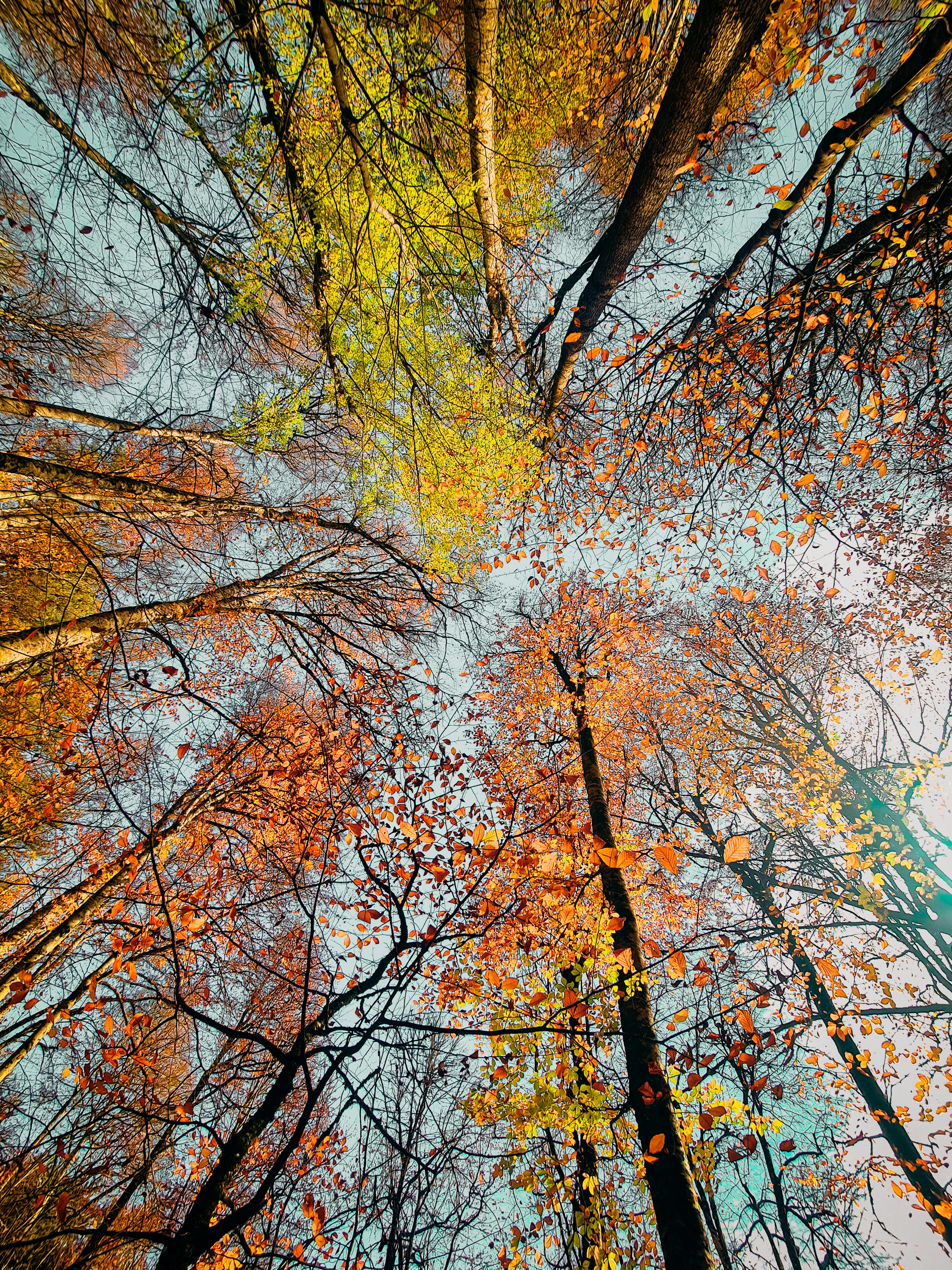 Low Angle Shot of Trees in the Forest · Free Stock Photo