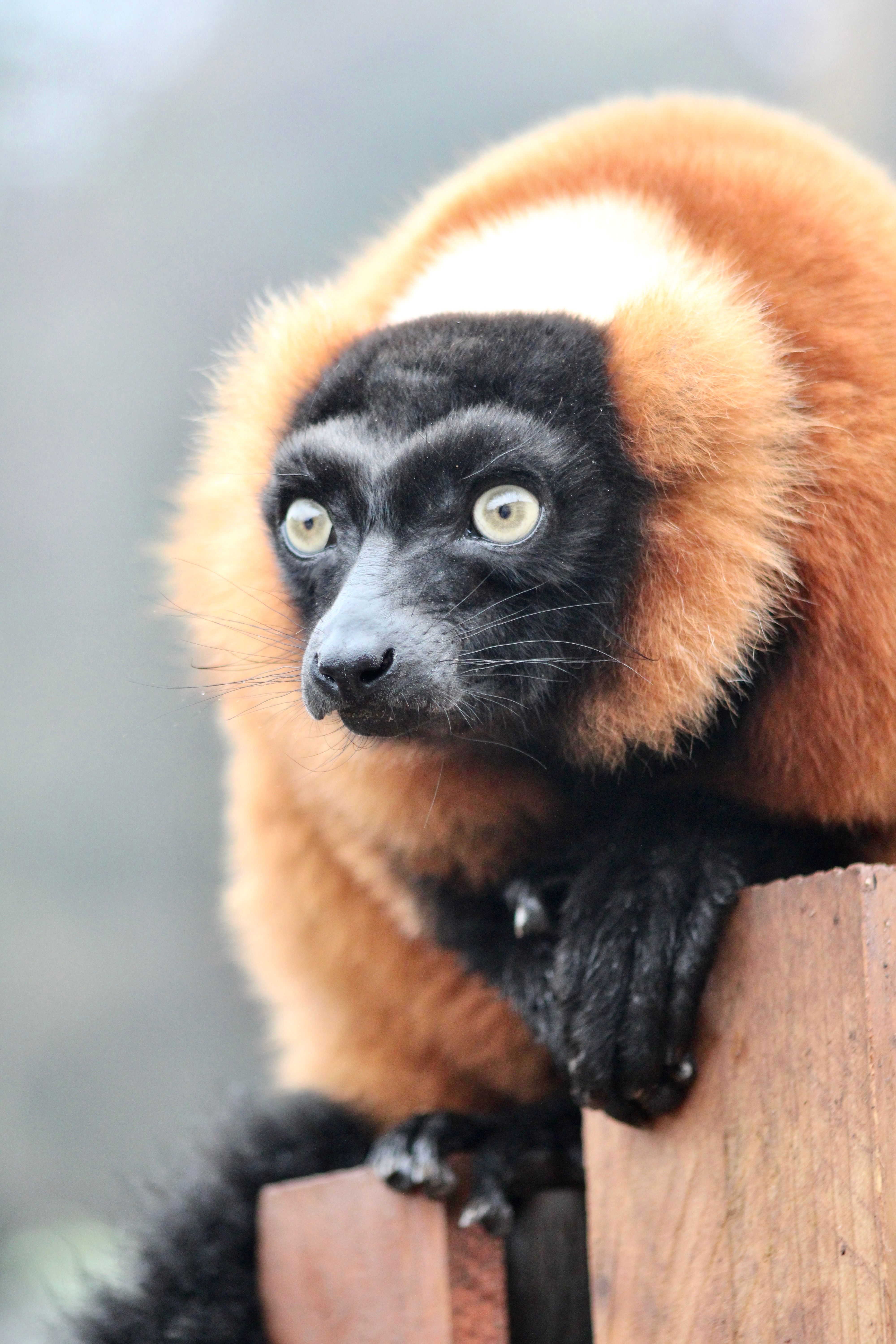 Fluffy Lemur in Close Up · Free Stock Photo