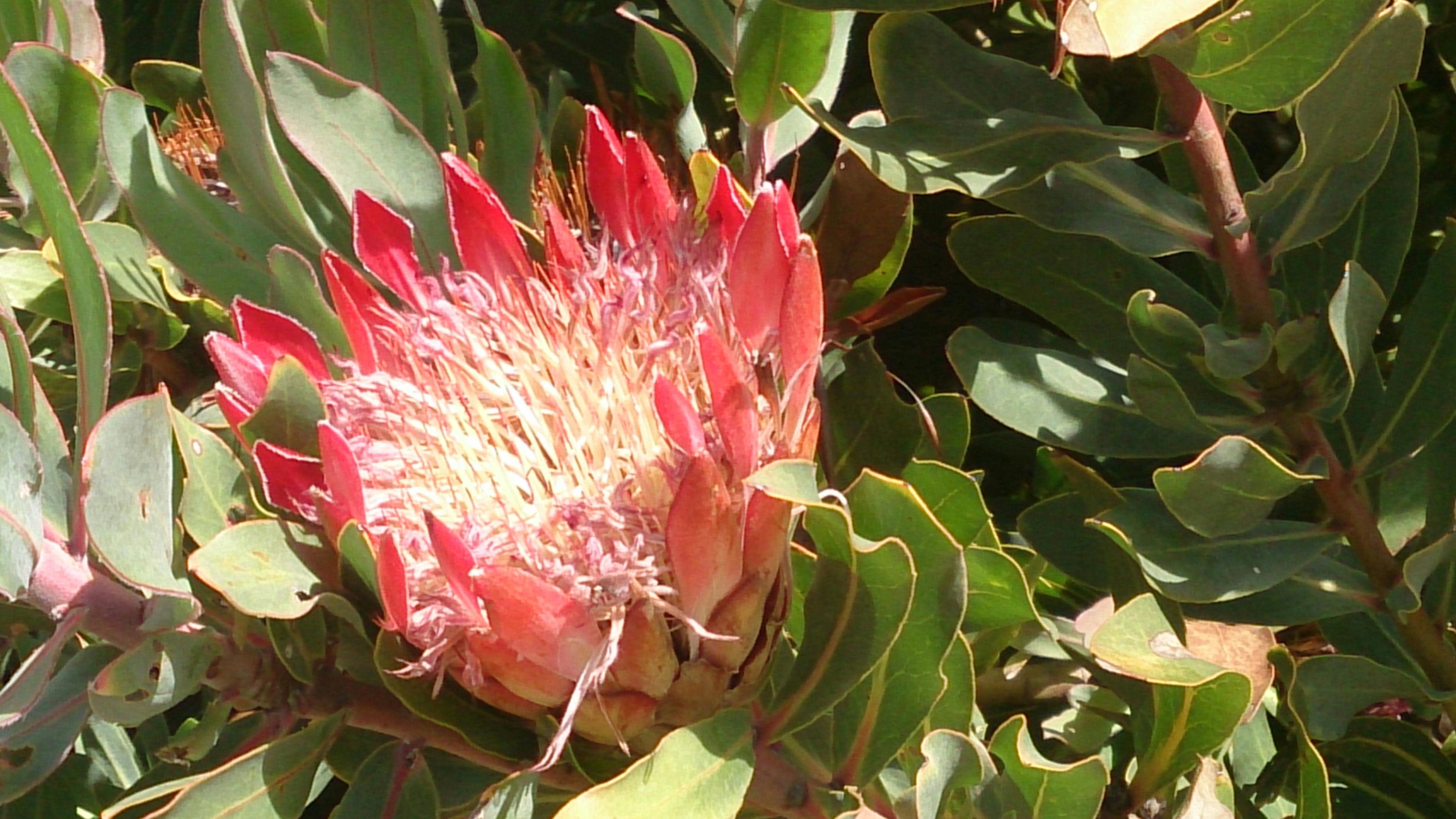 14 fotos y vídeos de Hardy Plant Pictures guardados por Amajuba Indlu ...