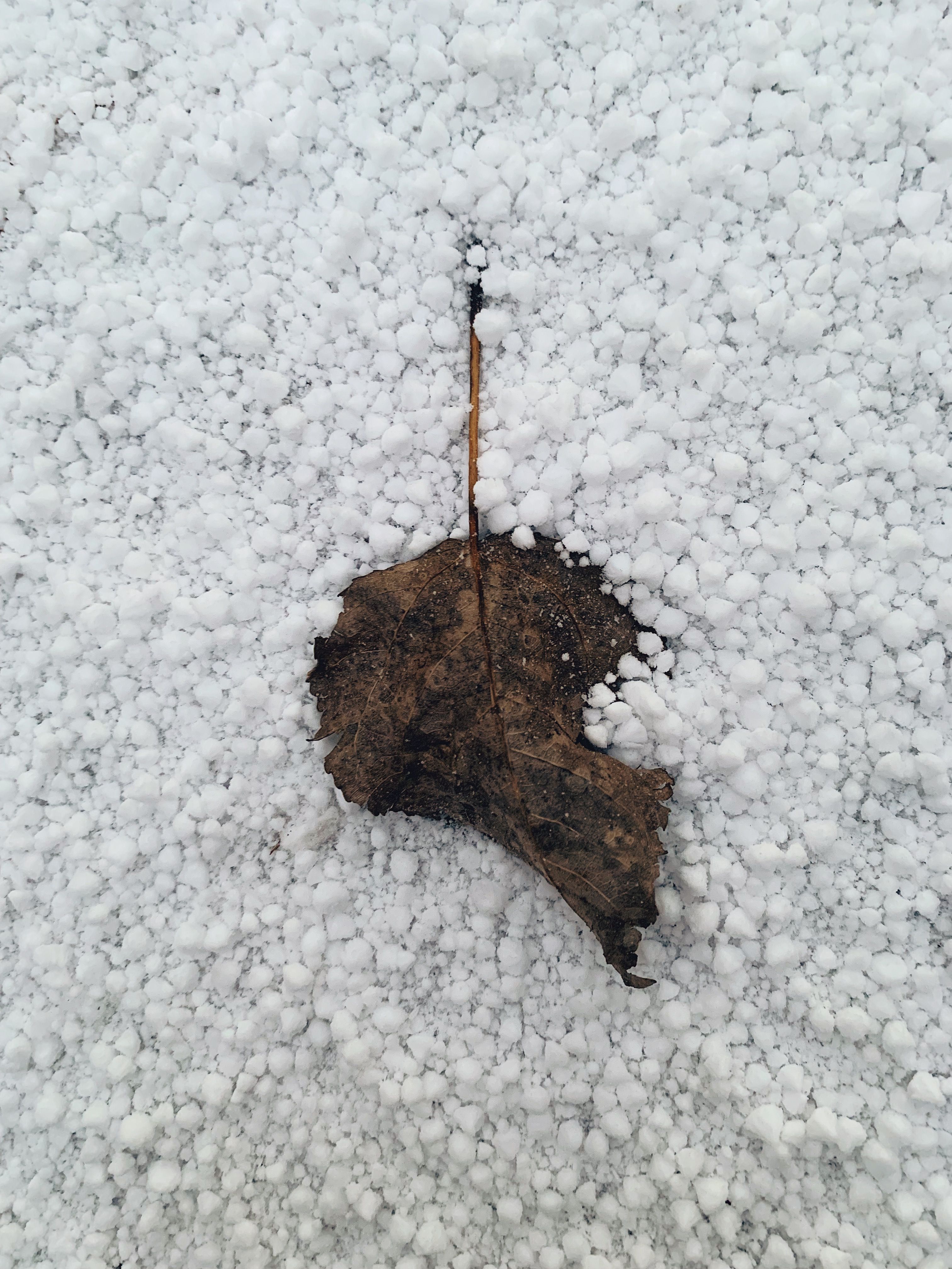 Dry Leaf on a Stem · Free Stock Photo