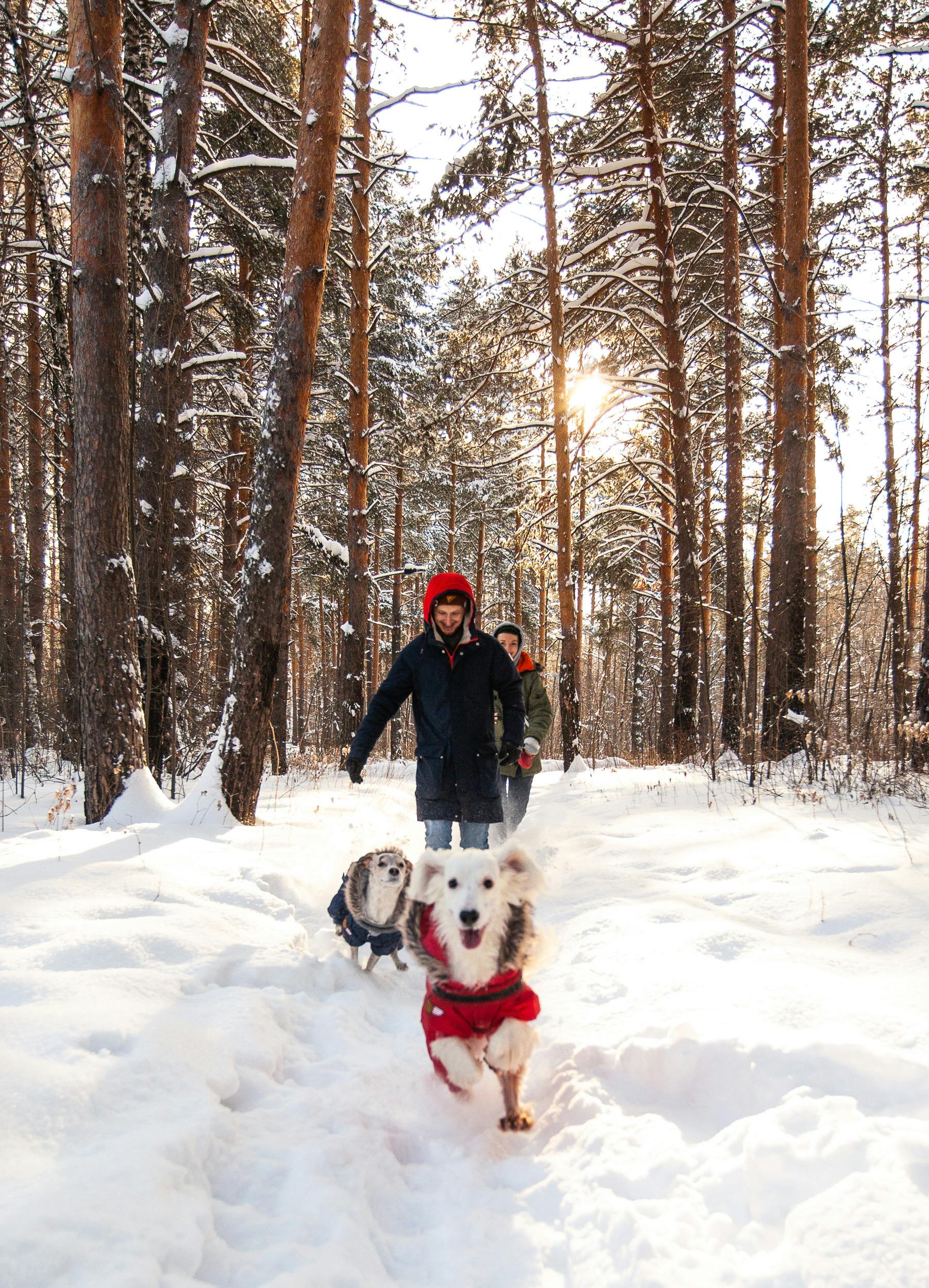 Snow Tress Photos, Download The BEST Free Snow Tress Stock Photos & HD ...