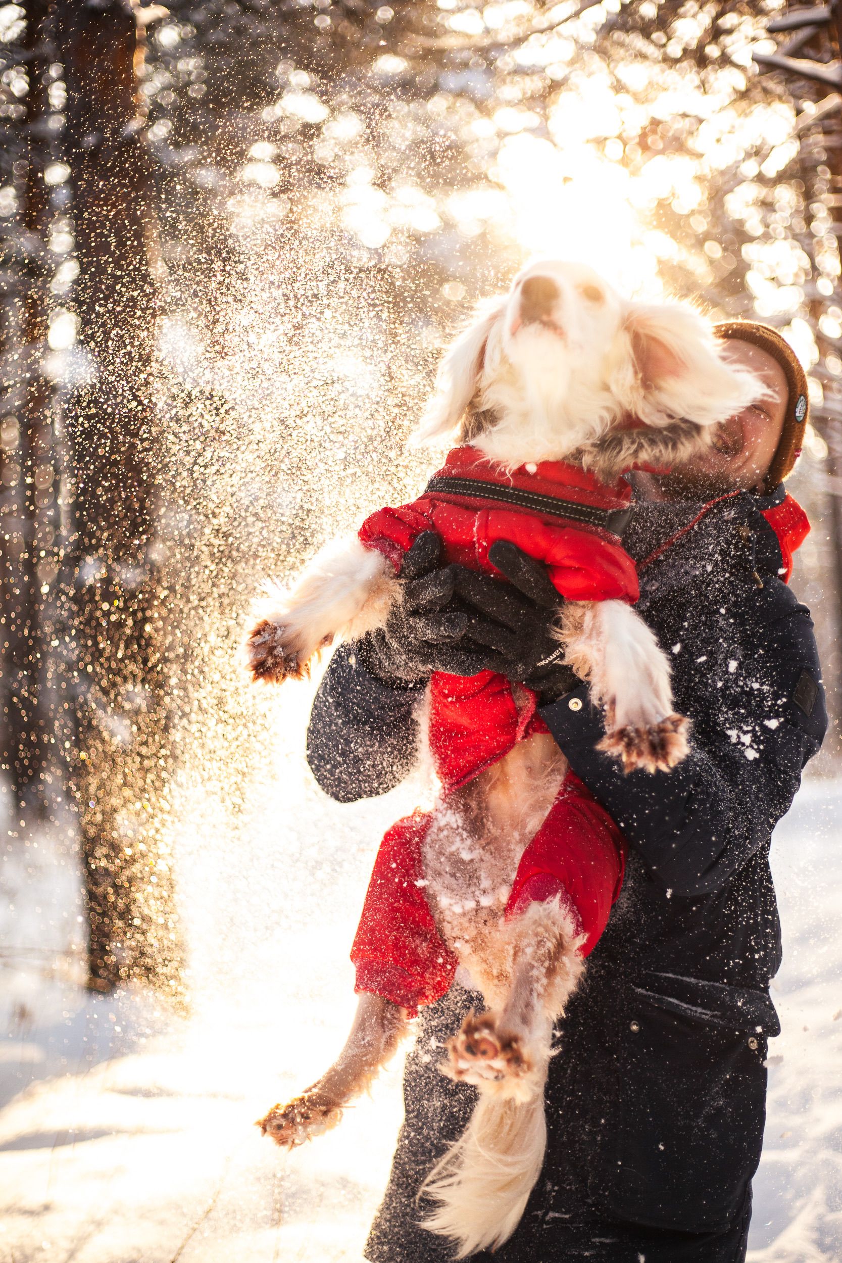 A Person Carrying a Dog · Free Stock Photo