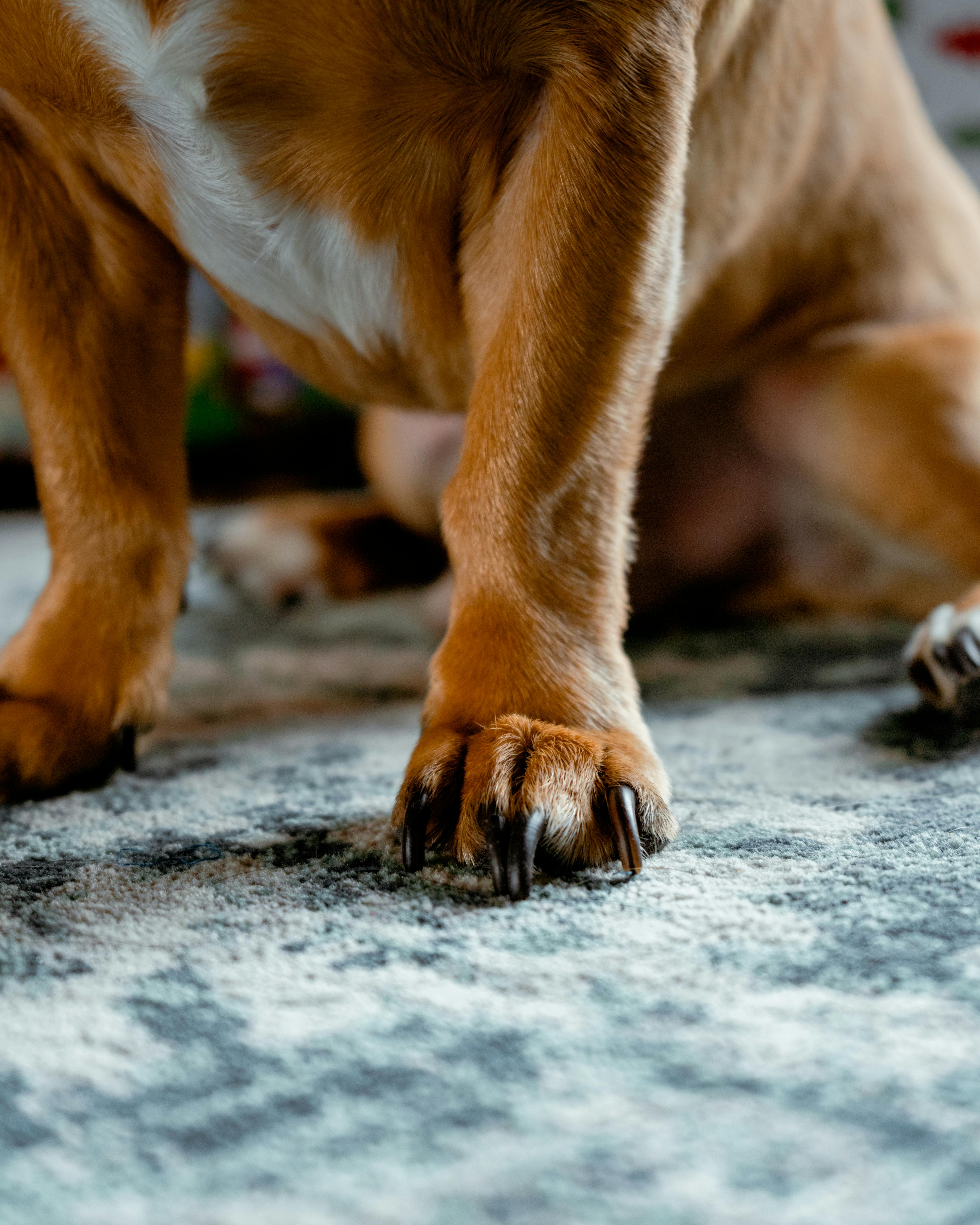 Close-Up Shot of Brown Dog Near the Cyclone Fence · Free Stock Photo