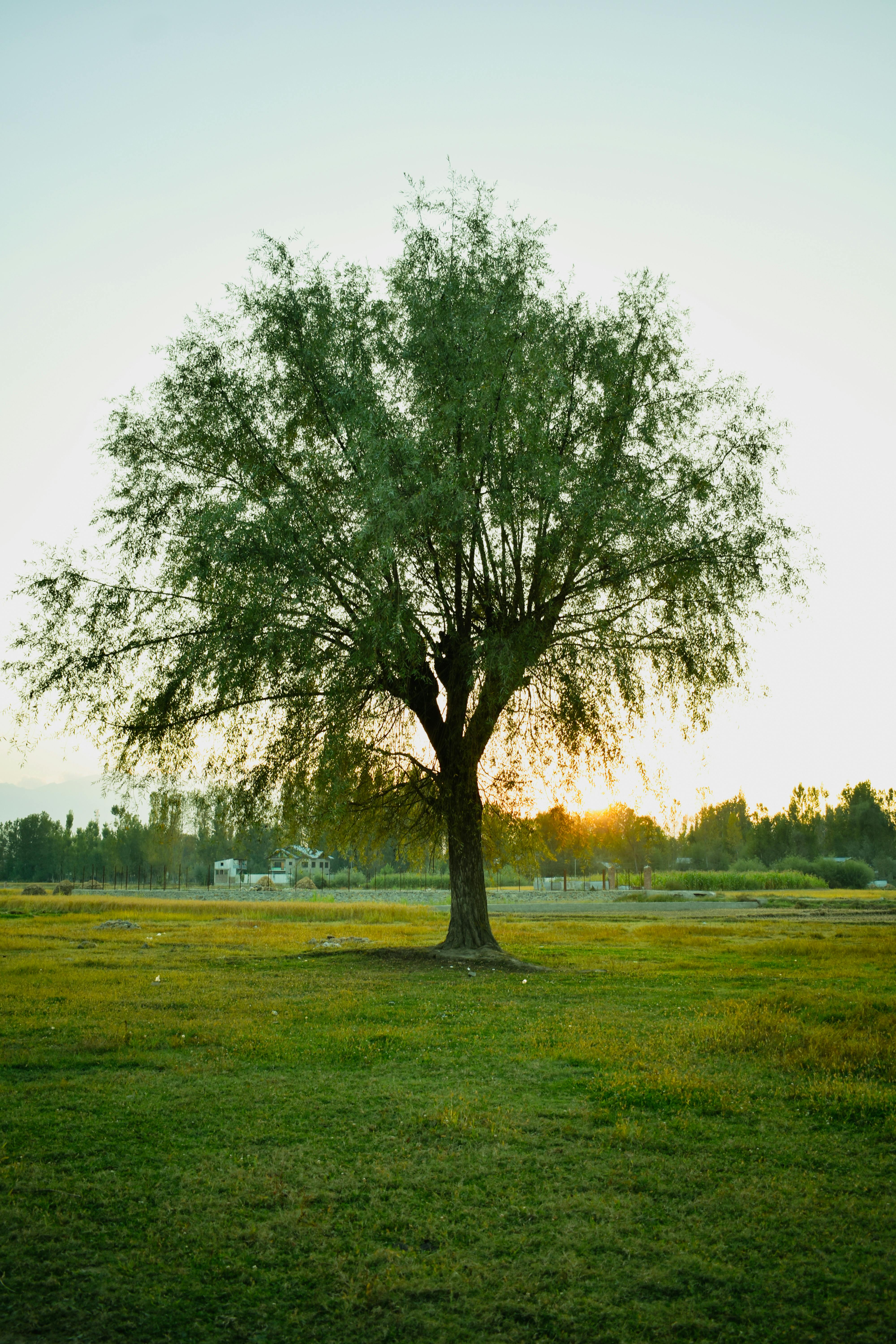 Green Tree · Free Stock Photo