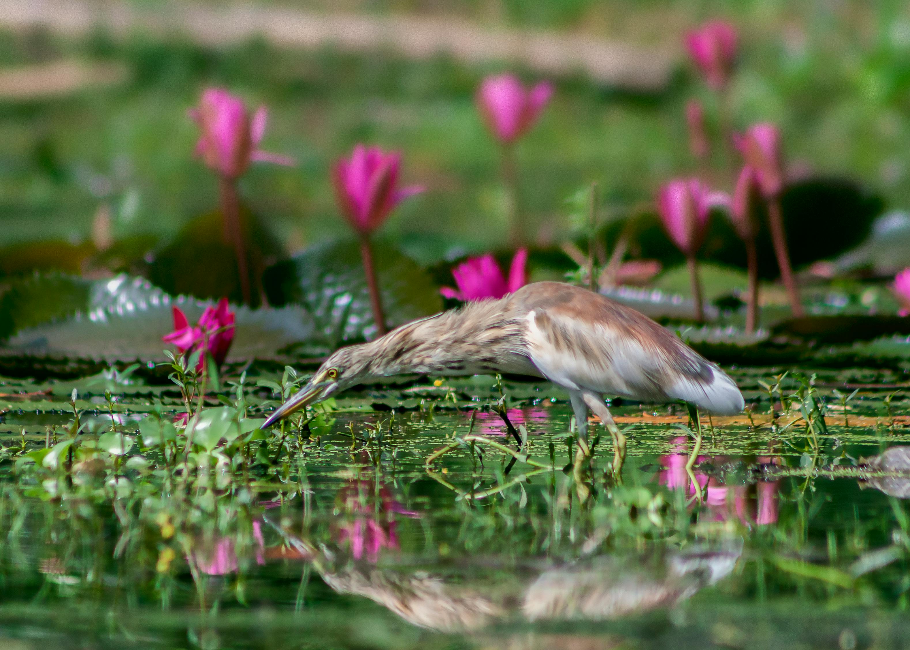 Md Sajjad Hossain - Photography