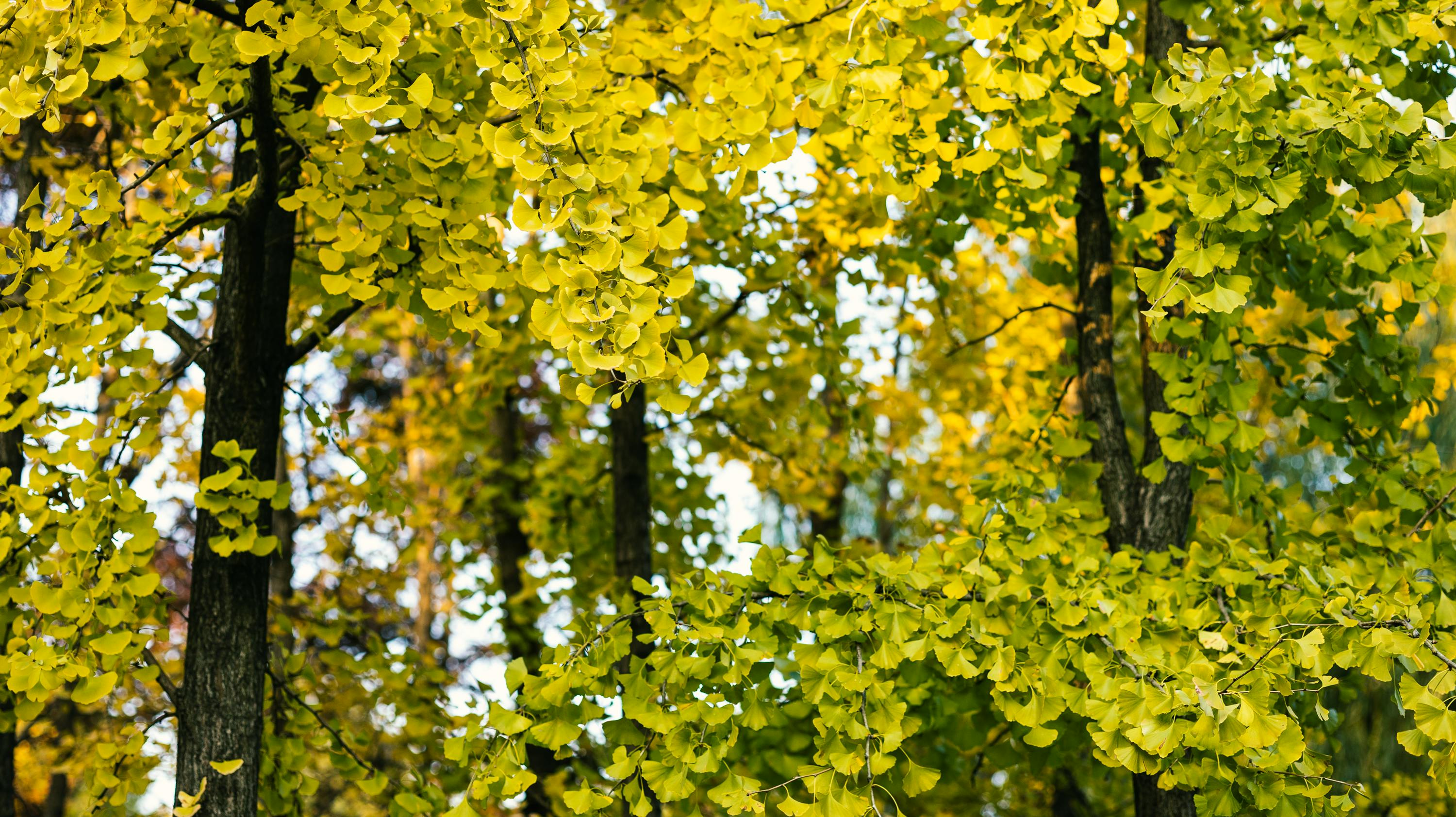 Trees with Green Leaves · Free Stock Photo