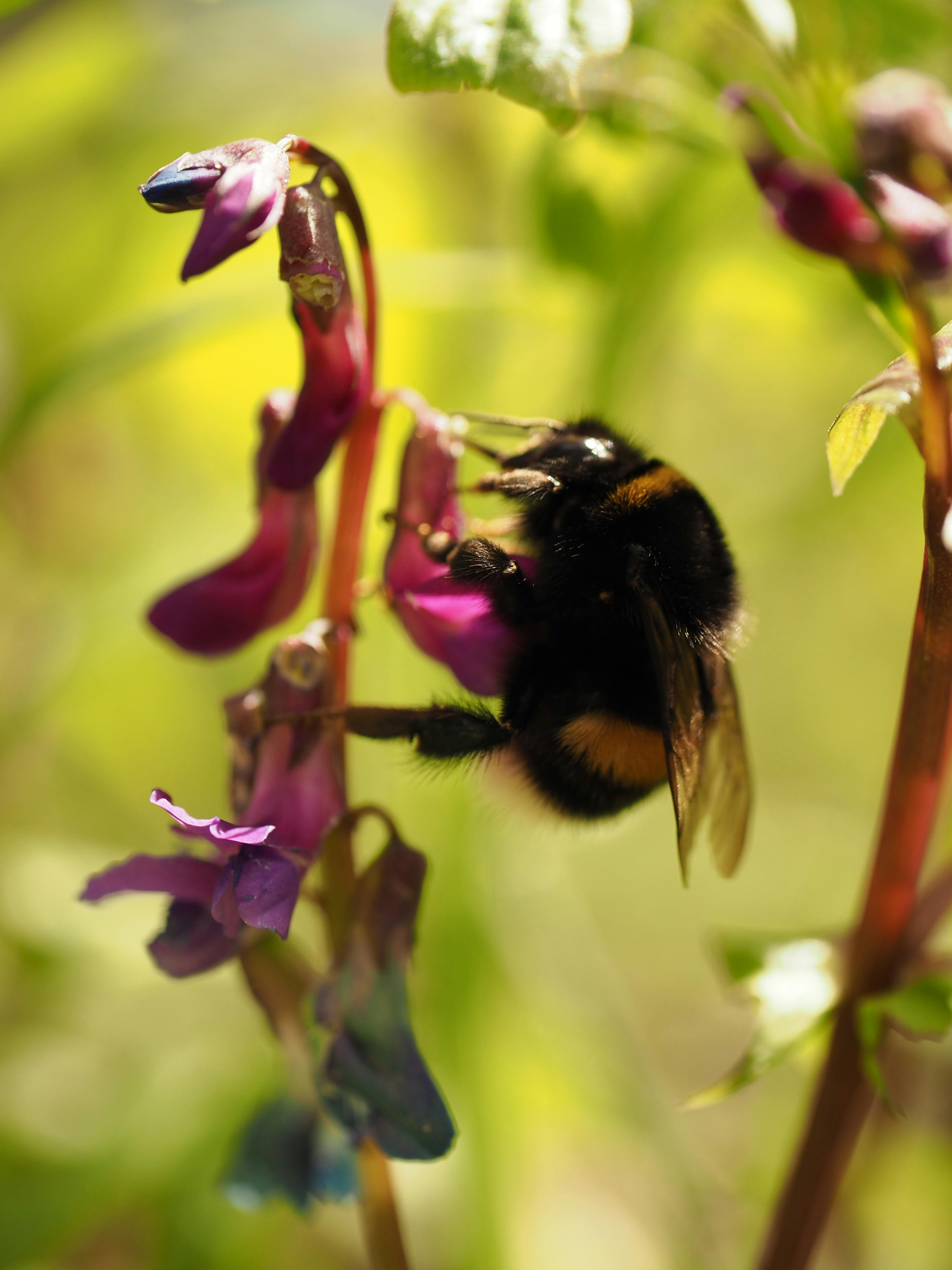 Black and Yellow Bee on Purple Flower · Free Stock Photo