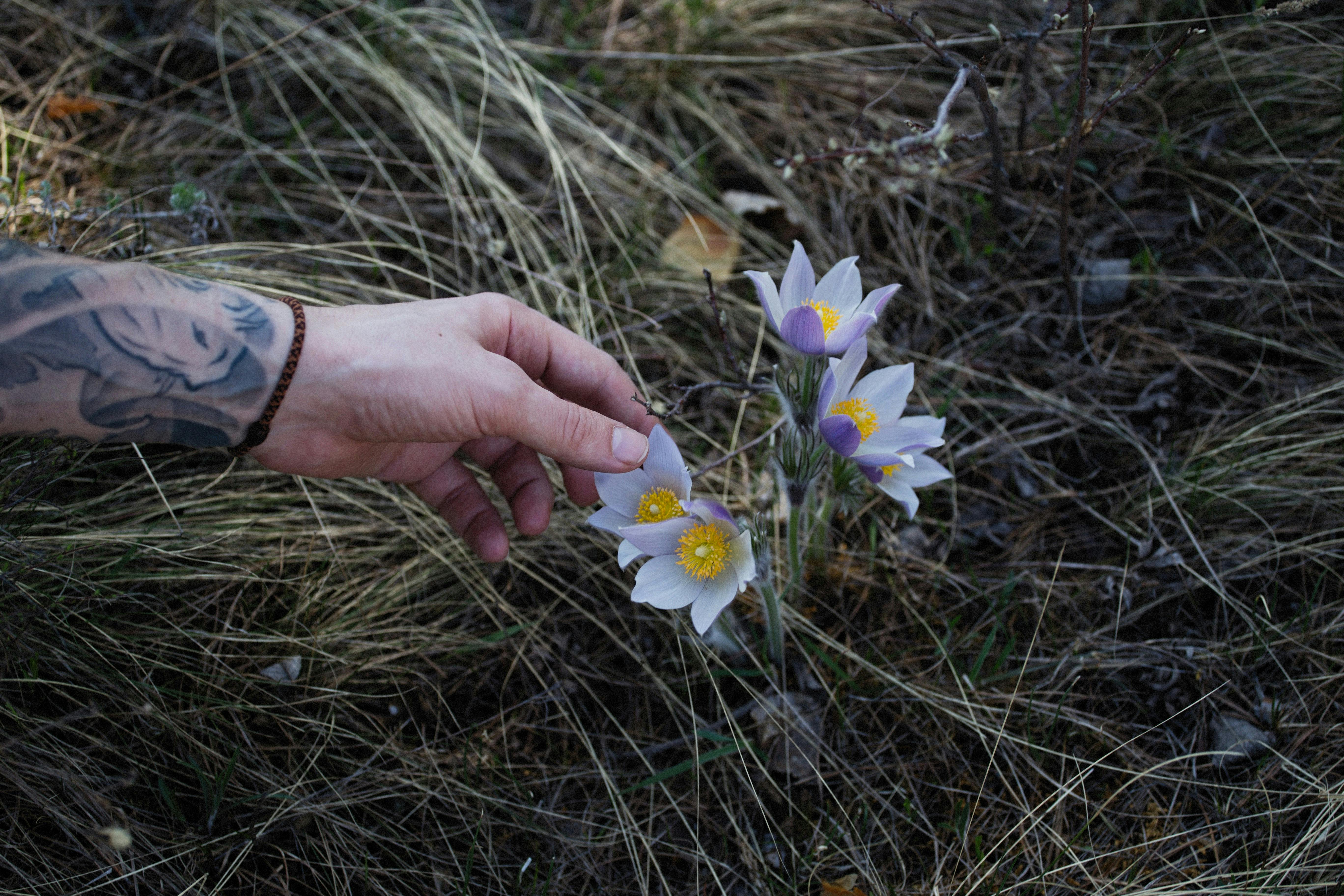 Person Hand with Tattoos Touching Crocus Flowers in Grass · Free Stock ...
