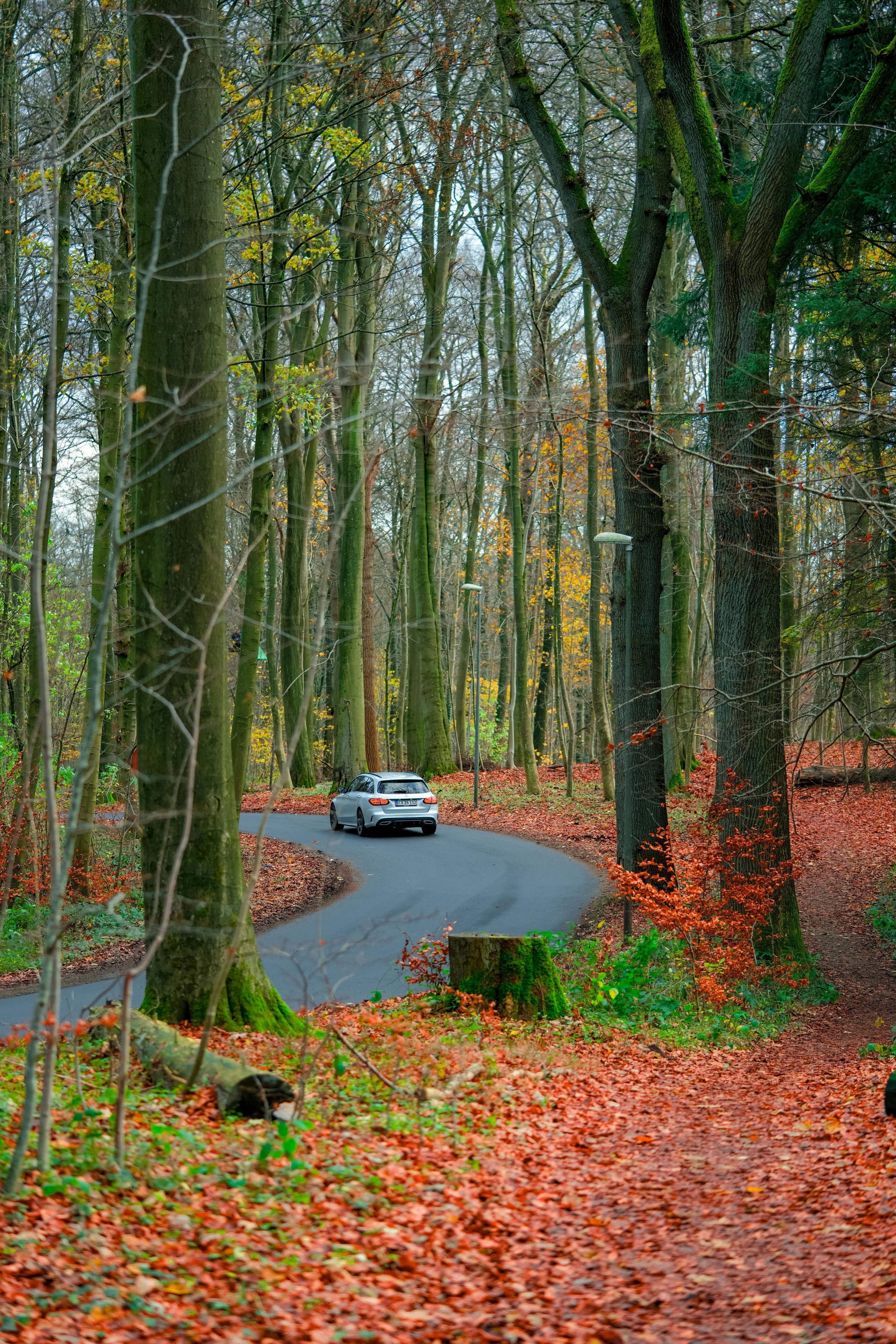 Vehicle on Paved Road on a Forest · Free Stock Photo