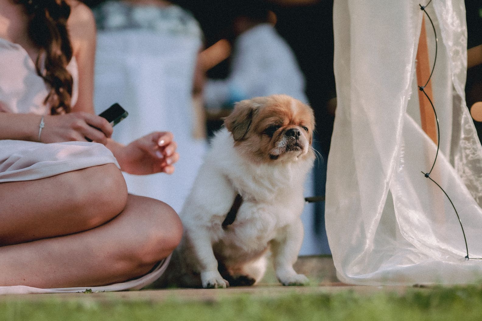 Bailey Dog Movie: Unleashing Joy, Faith, and Forever Love