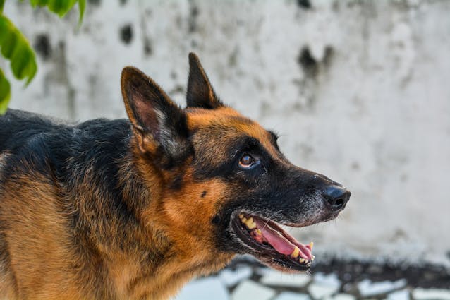Short Hair German Shepherds: Perfect Pets for Active Owners