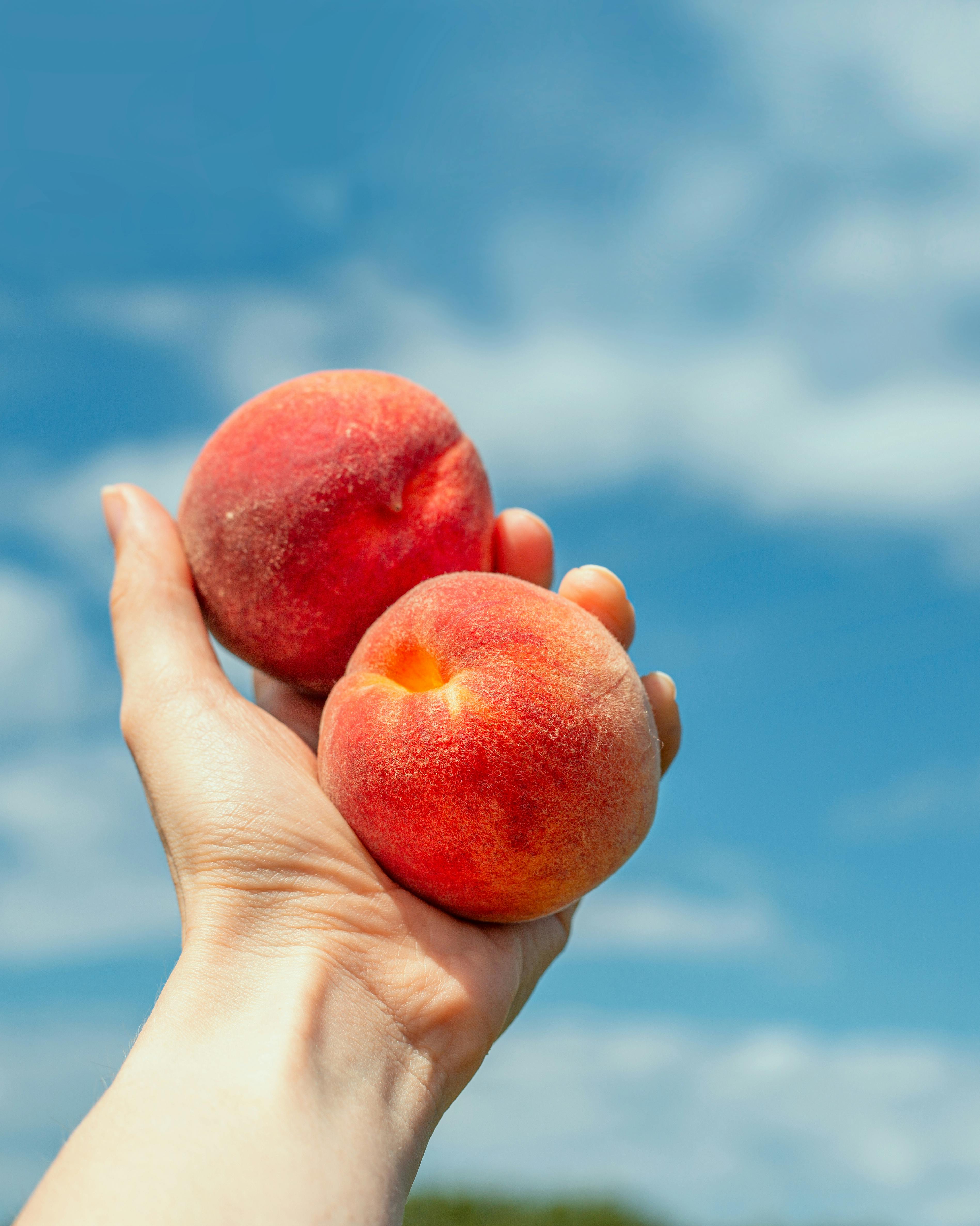 Close-Up Photo of Peach Fruit on Tree · Free Stock Photo