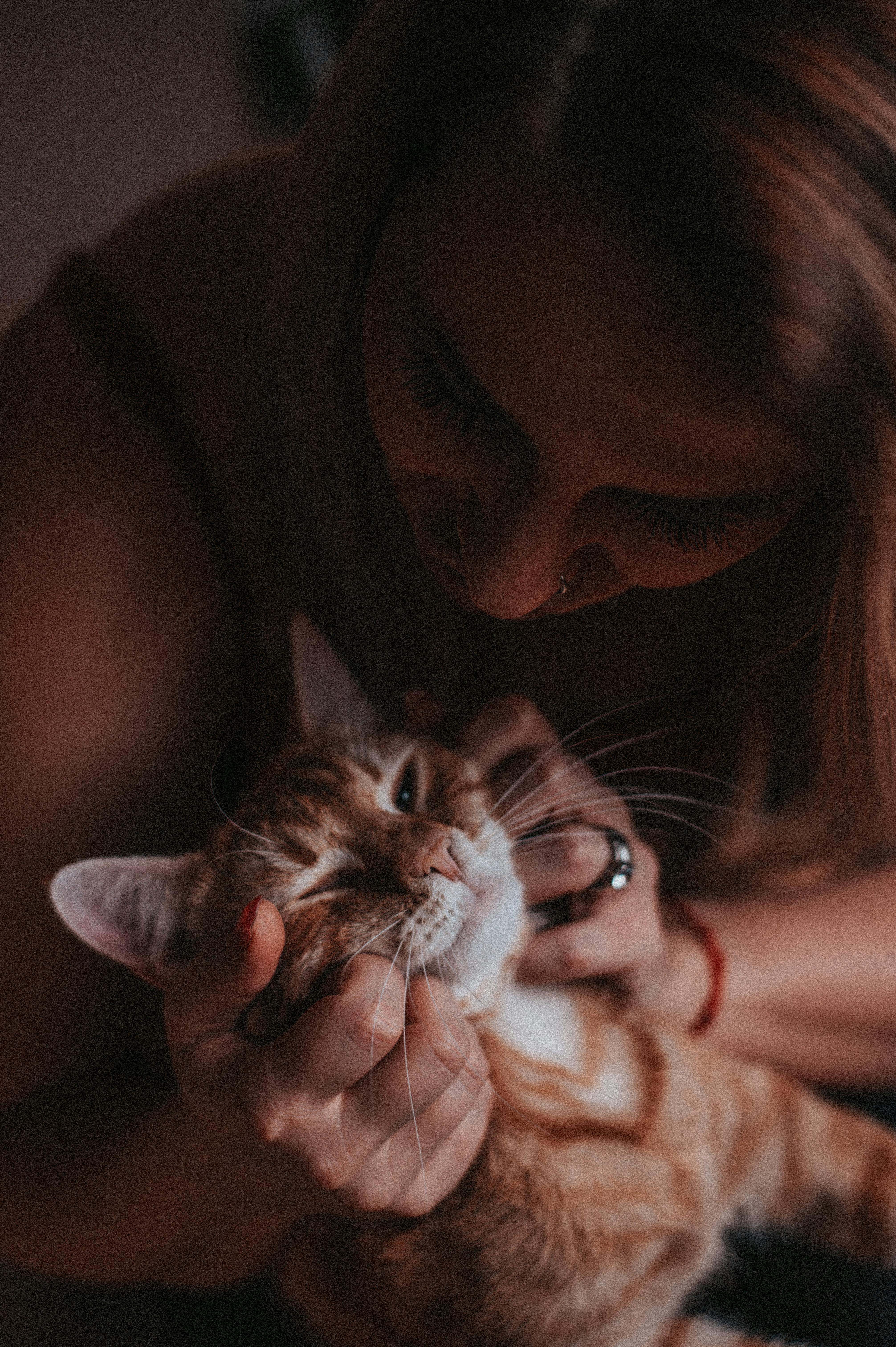 A Woman Pinching a Cat's Face · Free Stock Photo