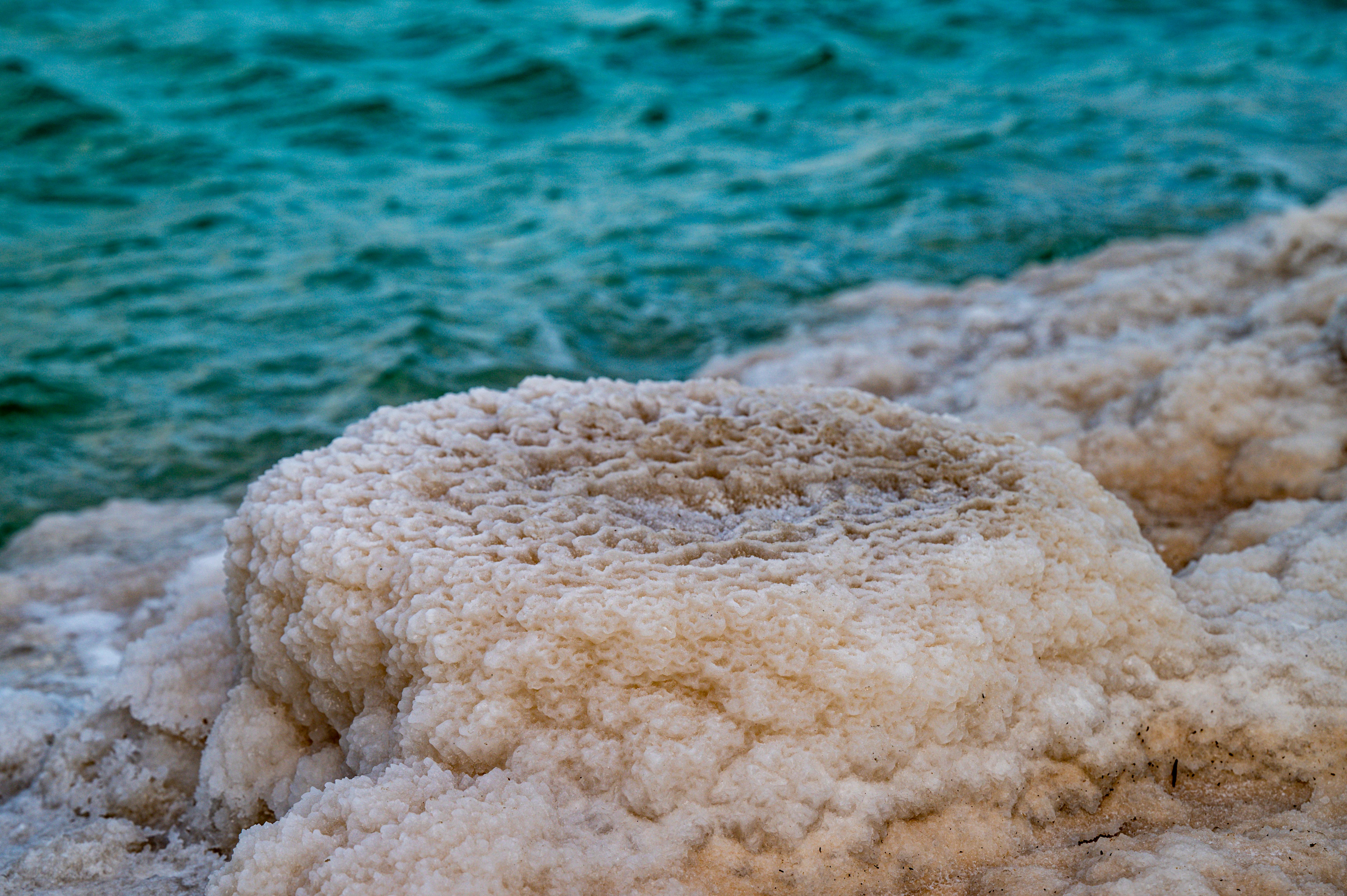 Salt Covered Rock on Sea Shore · Free Stock Photo