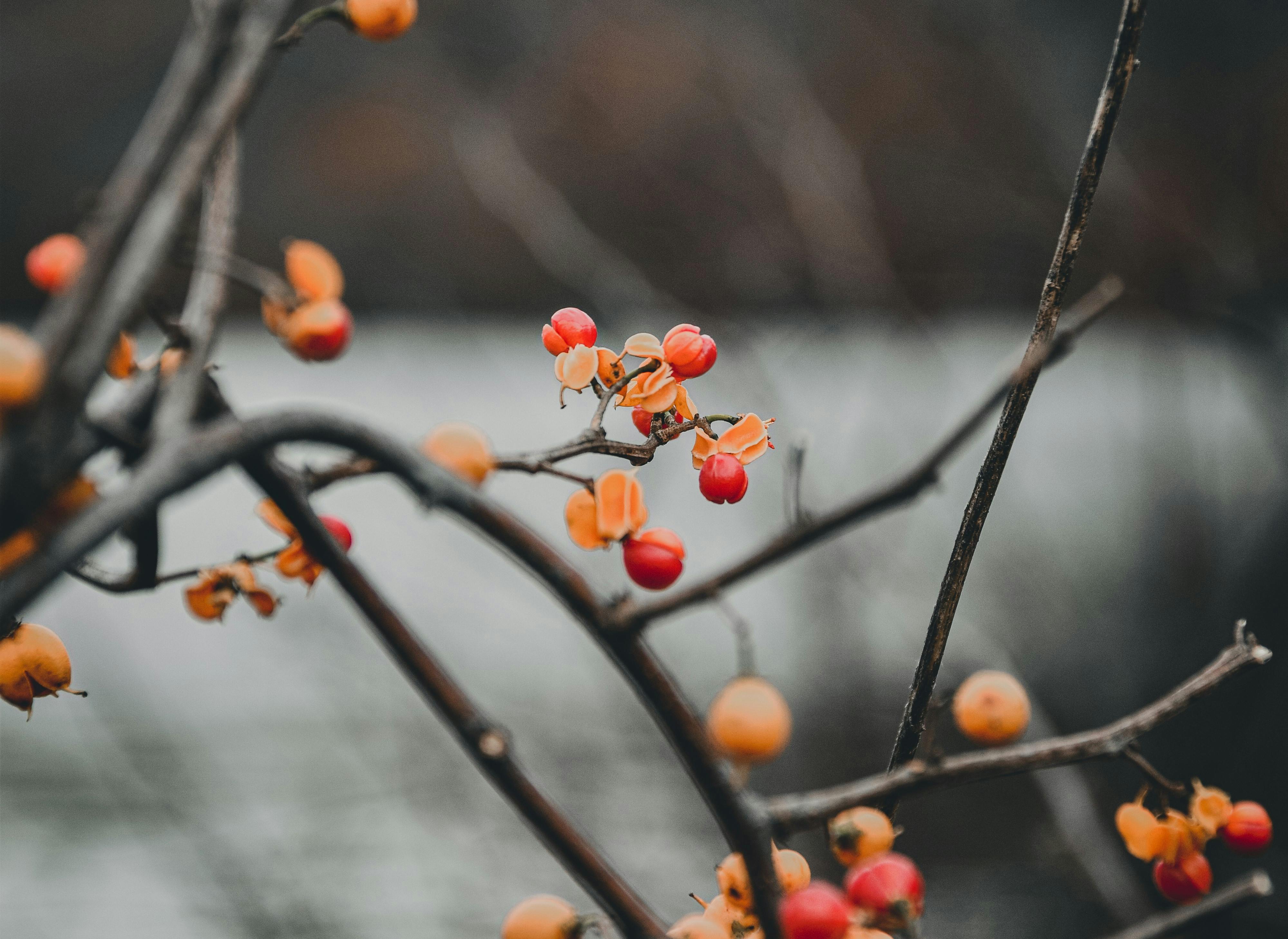 Close-up Photo of Oriental Bittersweet Plant · Free Stock Photo