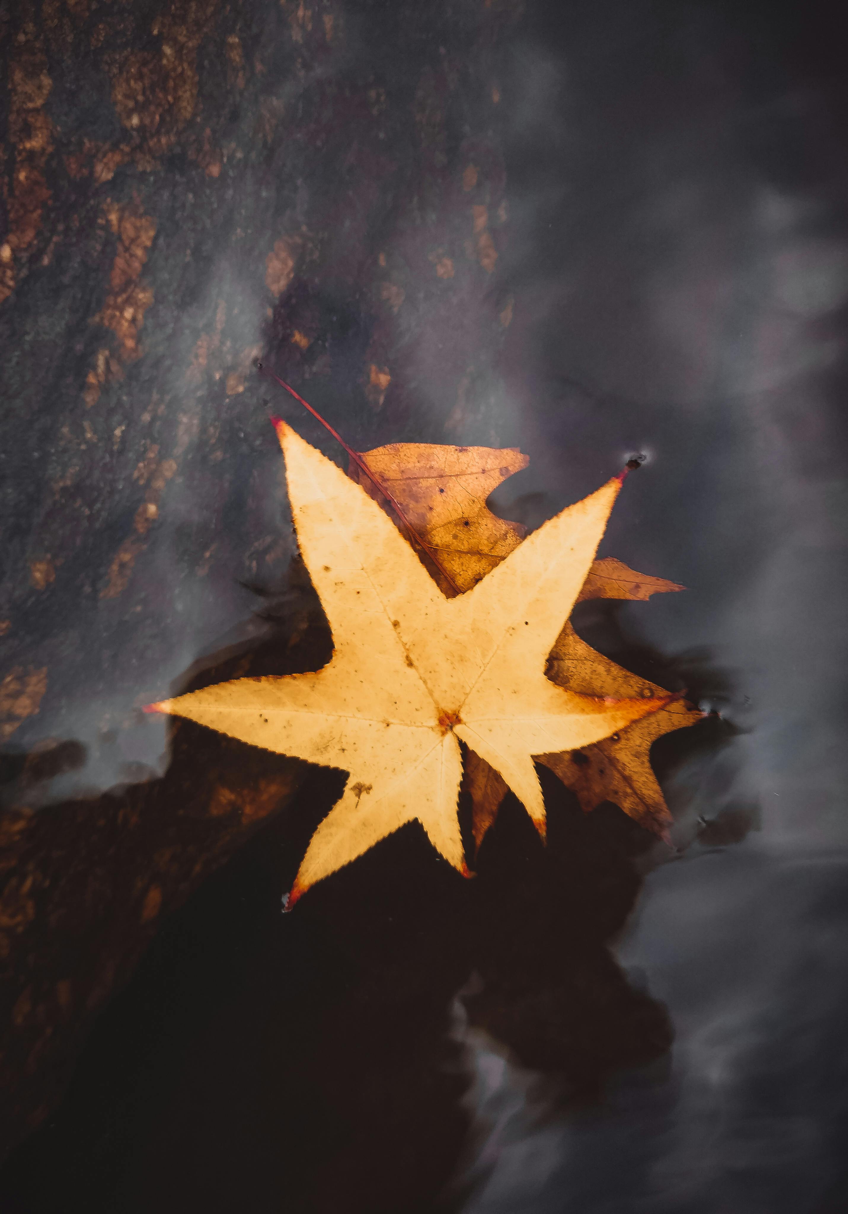 Person in Black Long Sleeve Putting Fingerprint on Paper · Free Stock Photo