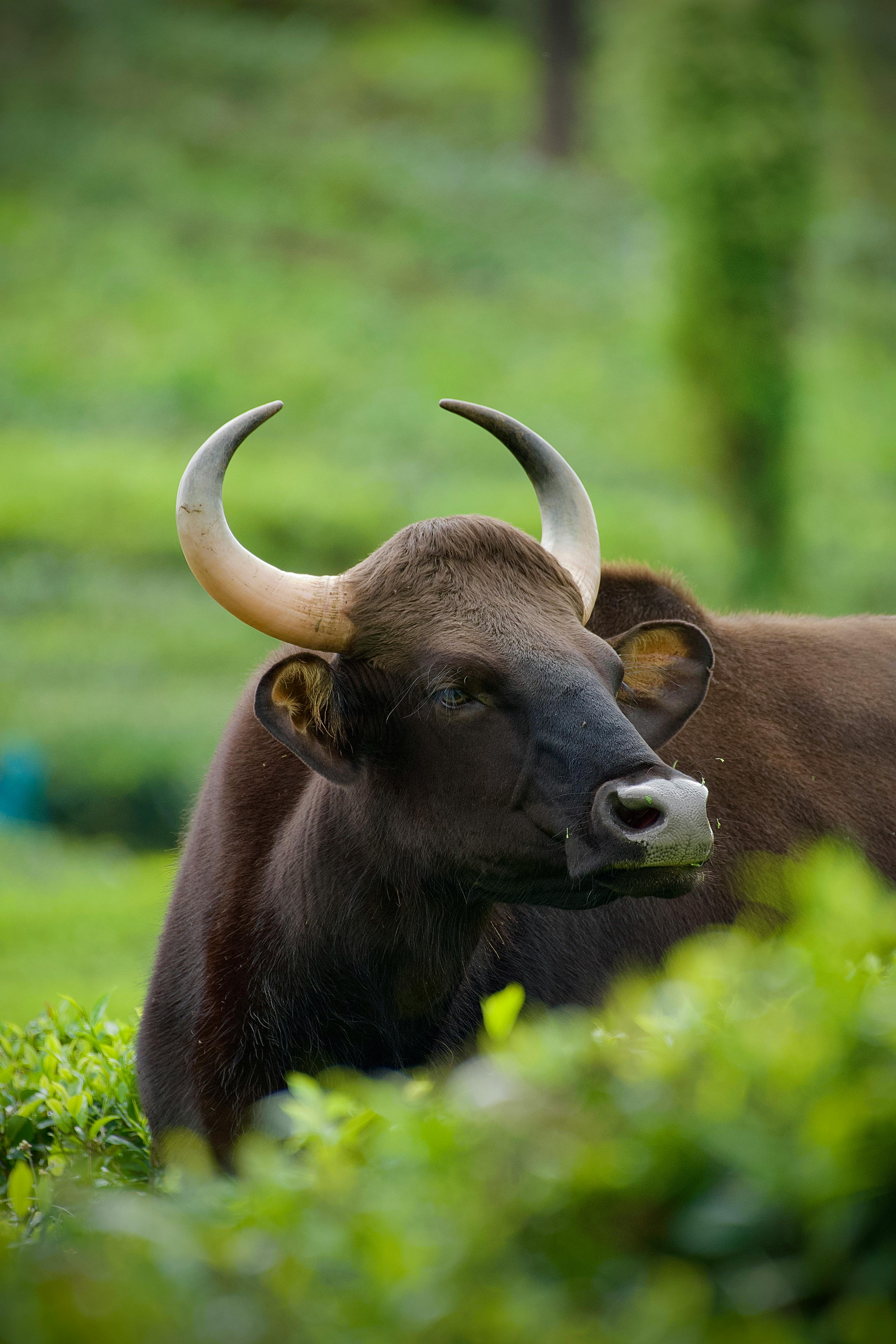 Brown Gaur near Plants · Free Stock Photo