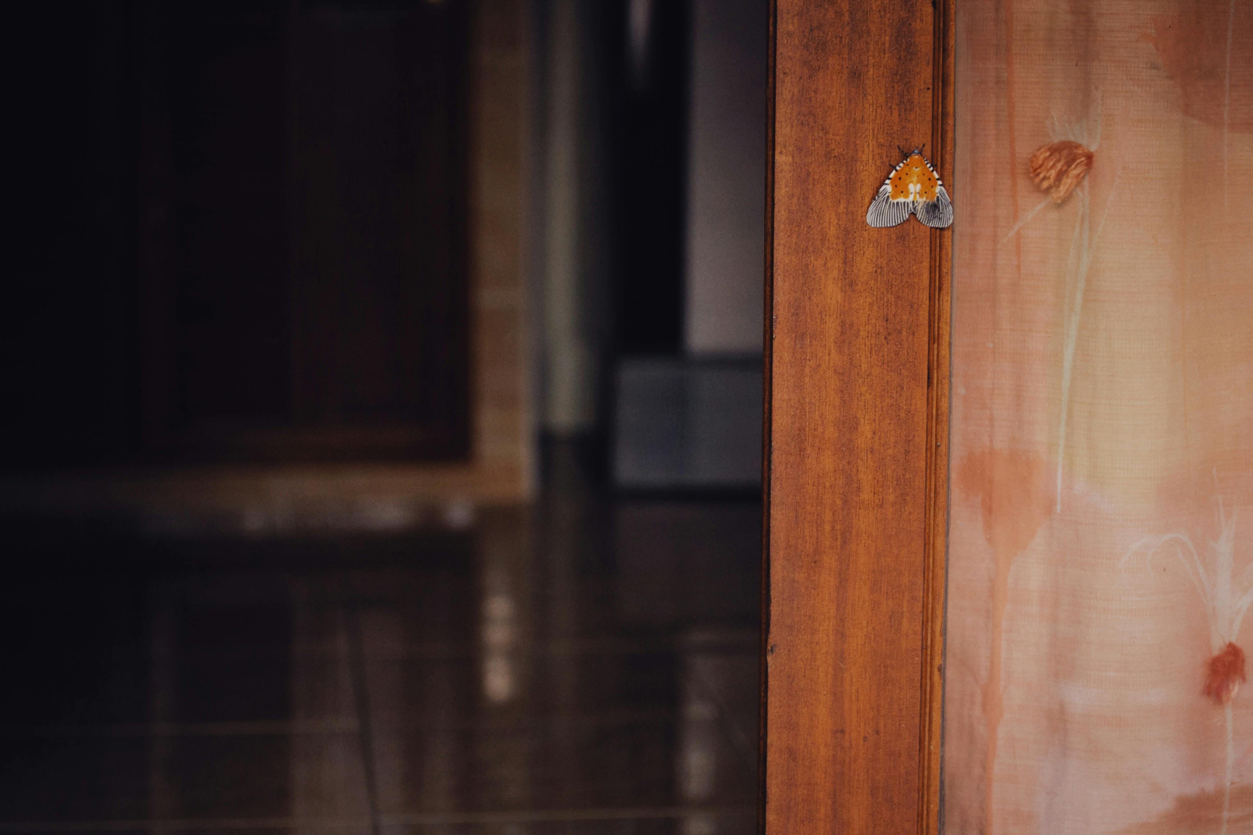 Butterfly Door Photos, Download The BEST Free Butterfly Door Stock ...