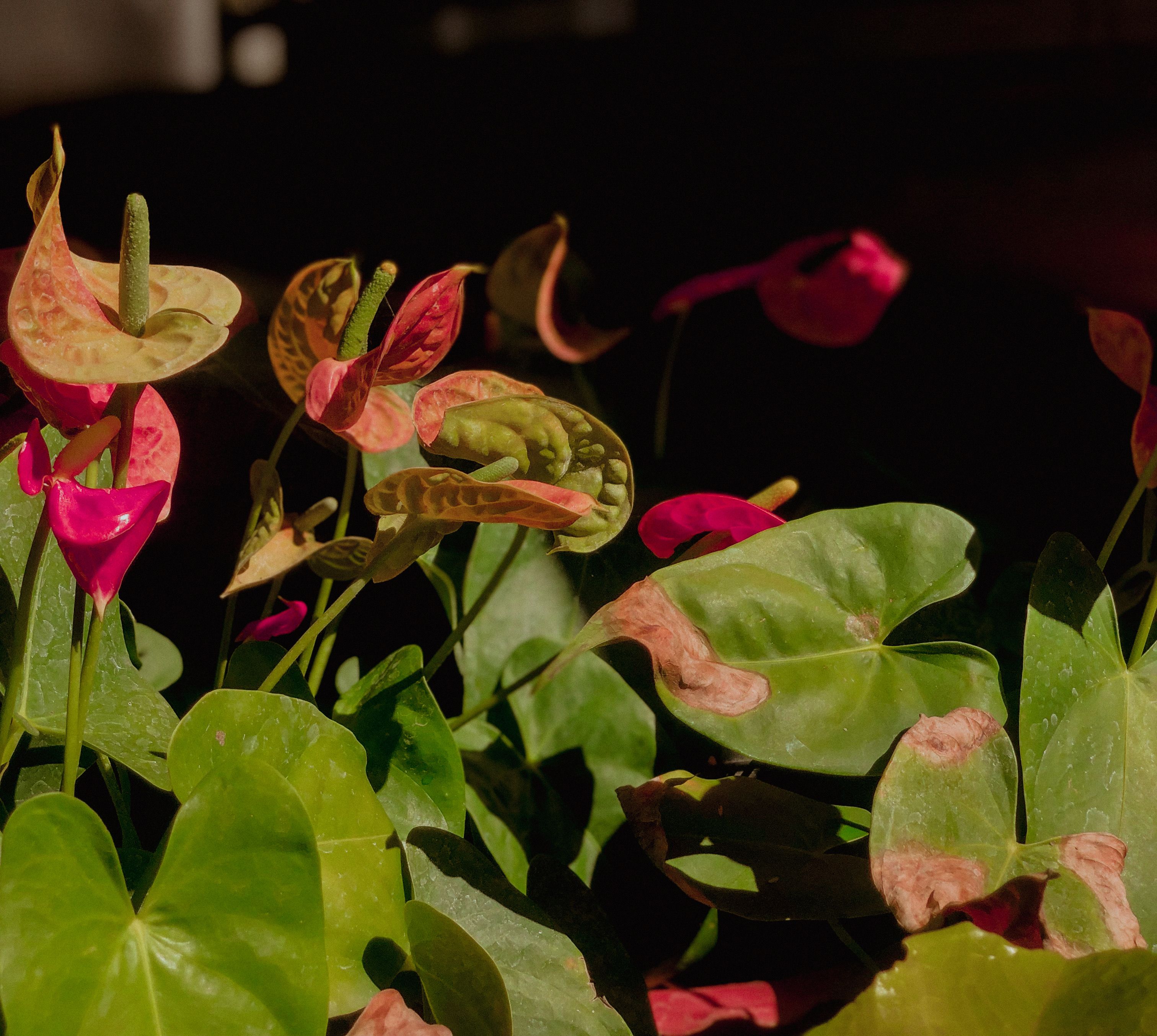 Close Up Photo of Anthurium Plants with Flowers · Free Stock Photo